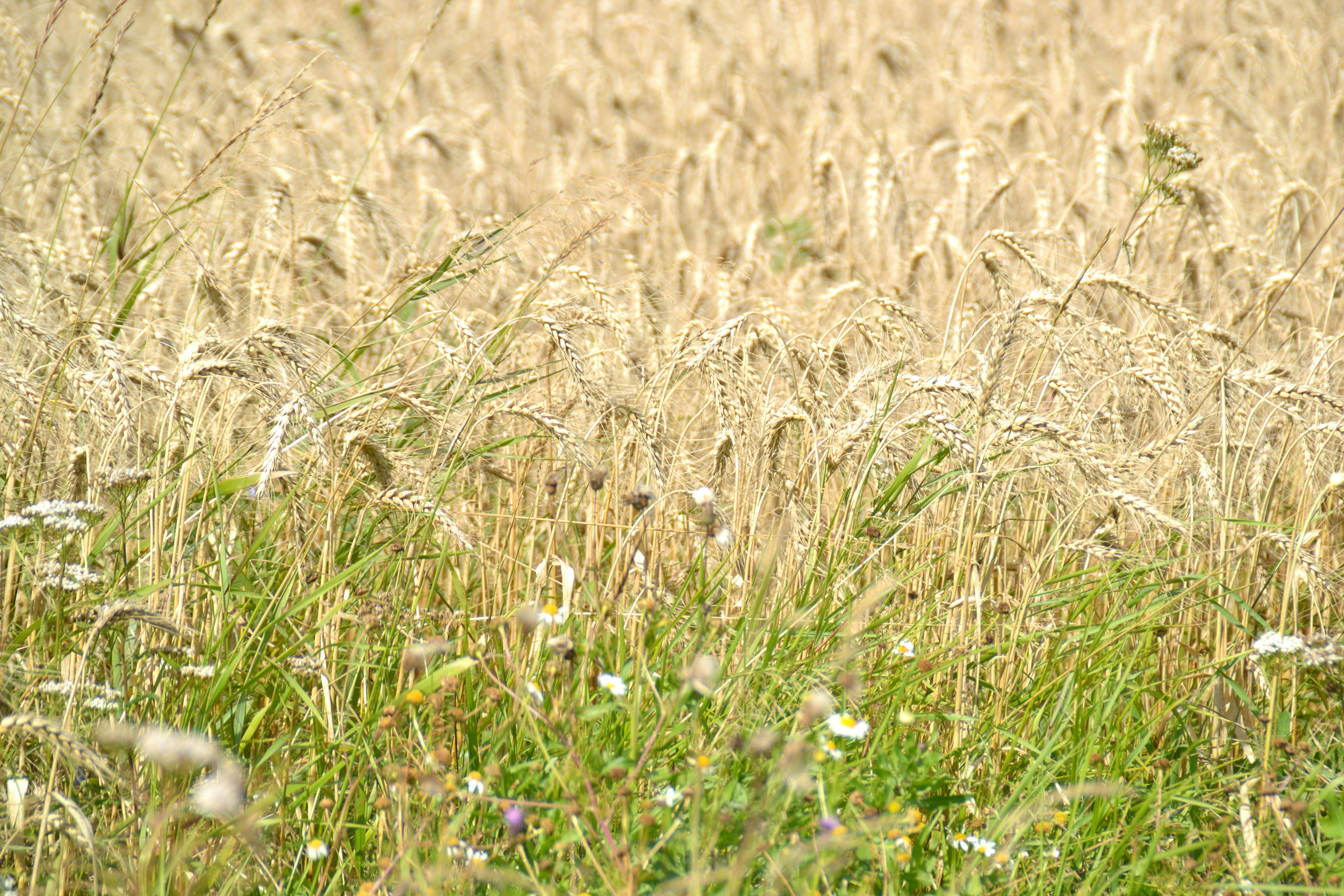 Whispers of a Wheat Field in Dappled Light