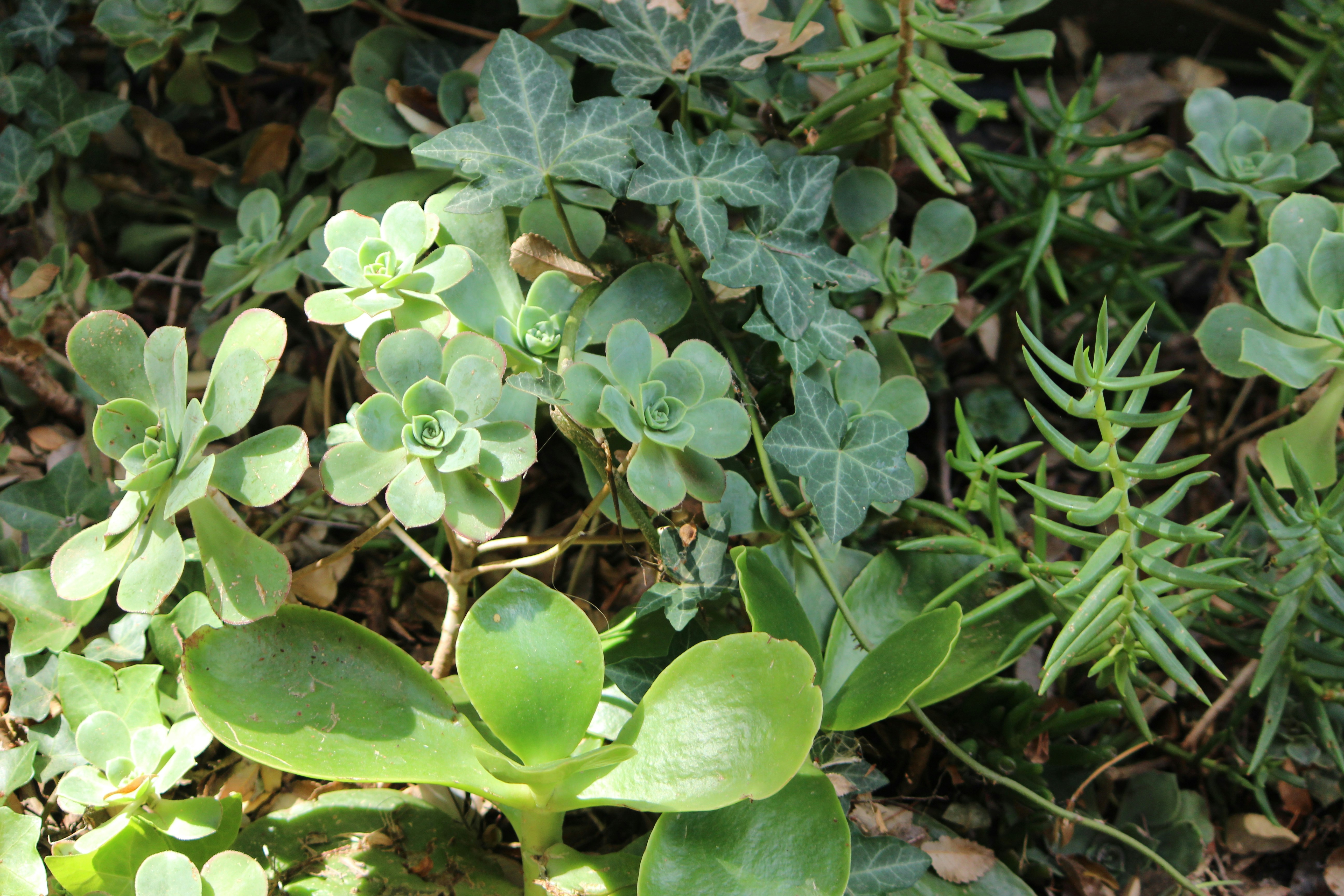 Close-up of succulent and ivy ground cover in dappled garden light