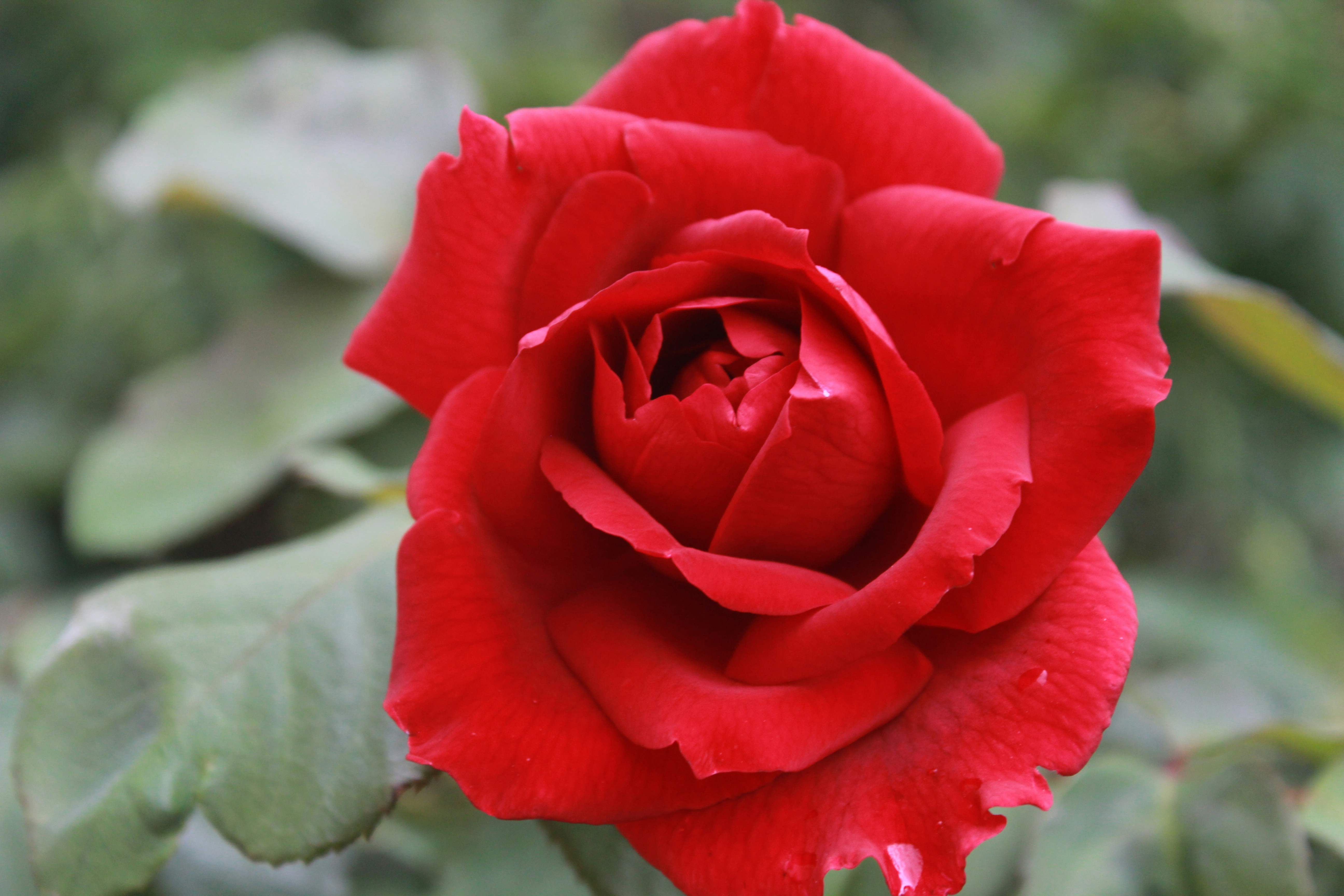 Crimson Bloom: A Close-Up of a Velvet Rose in Focus