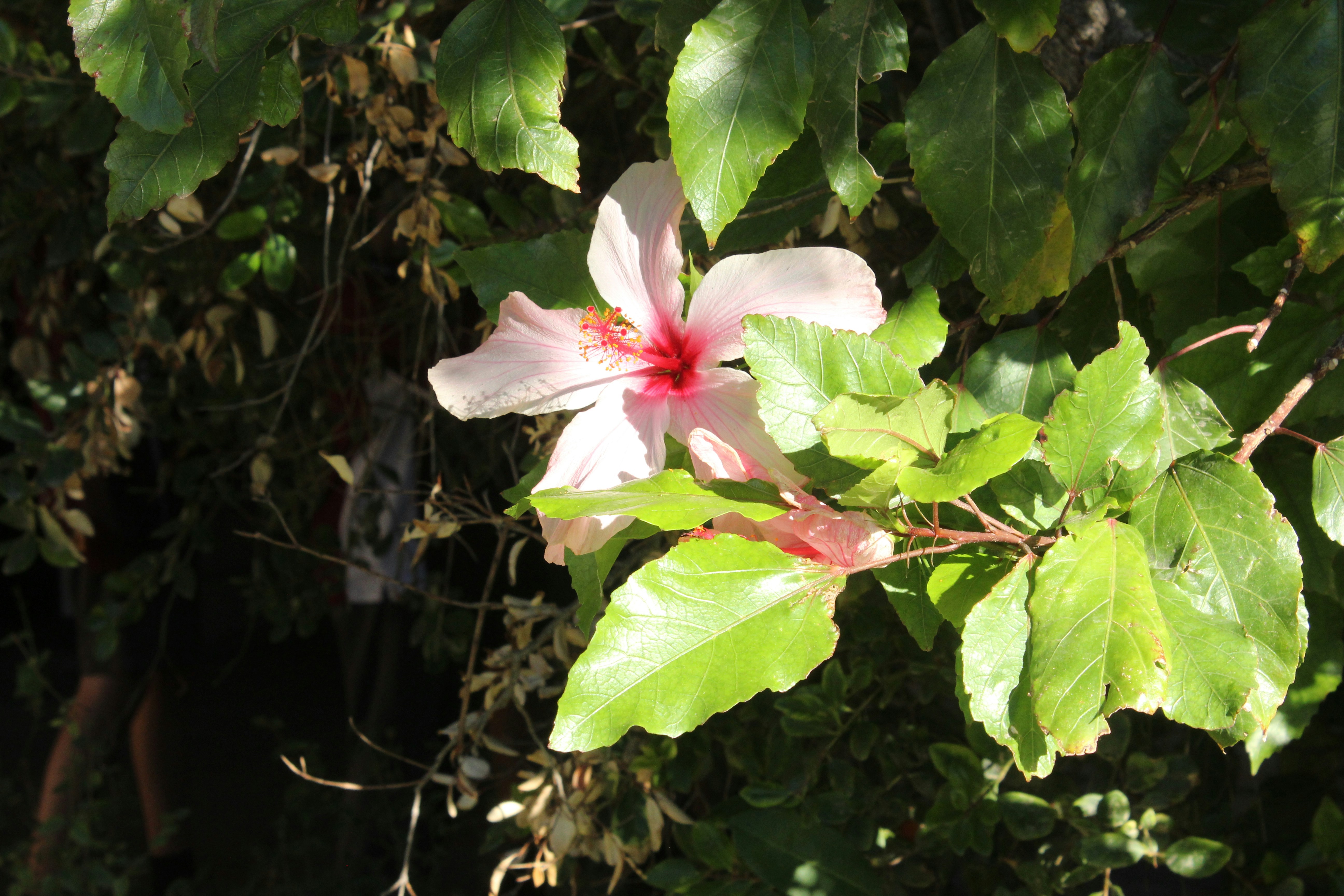 Petal in the Spotlight: a PalePink Hibiscus Amid Green Canopy
