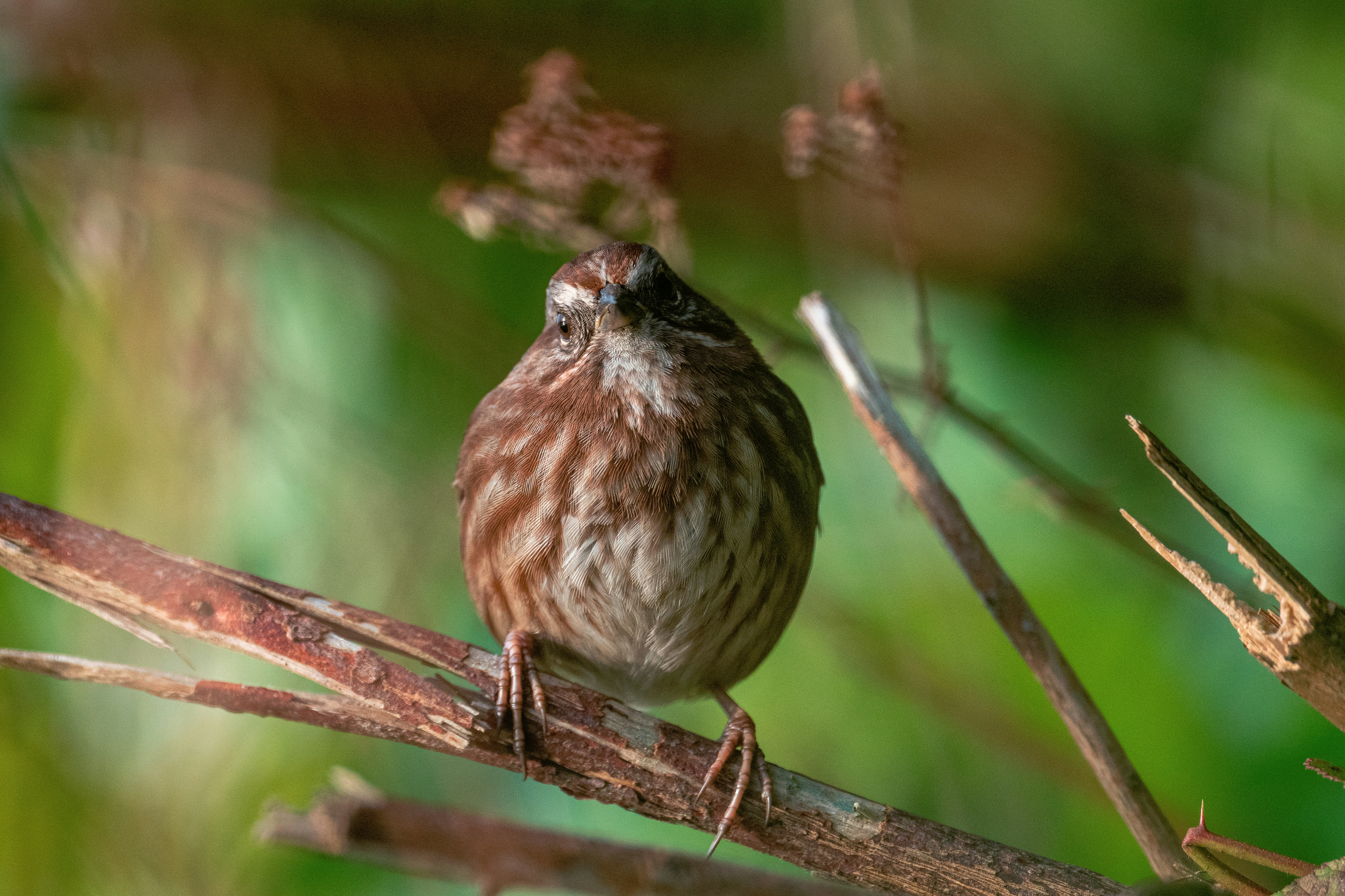 Brown-streaked Warbler in Patchwork Green