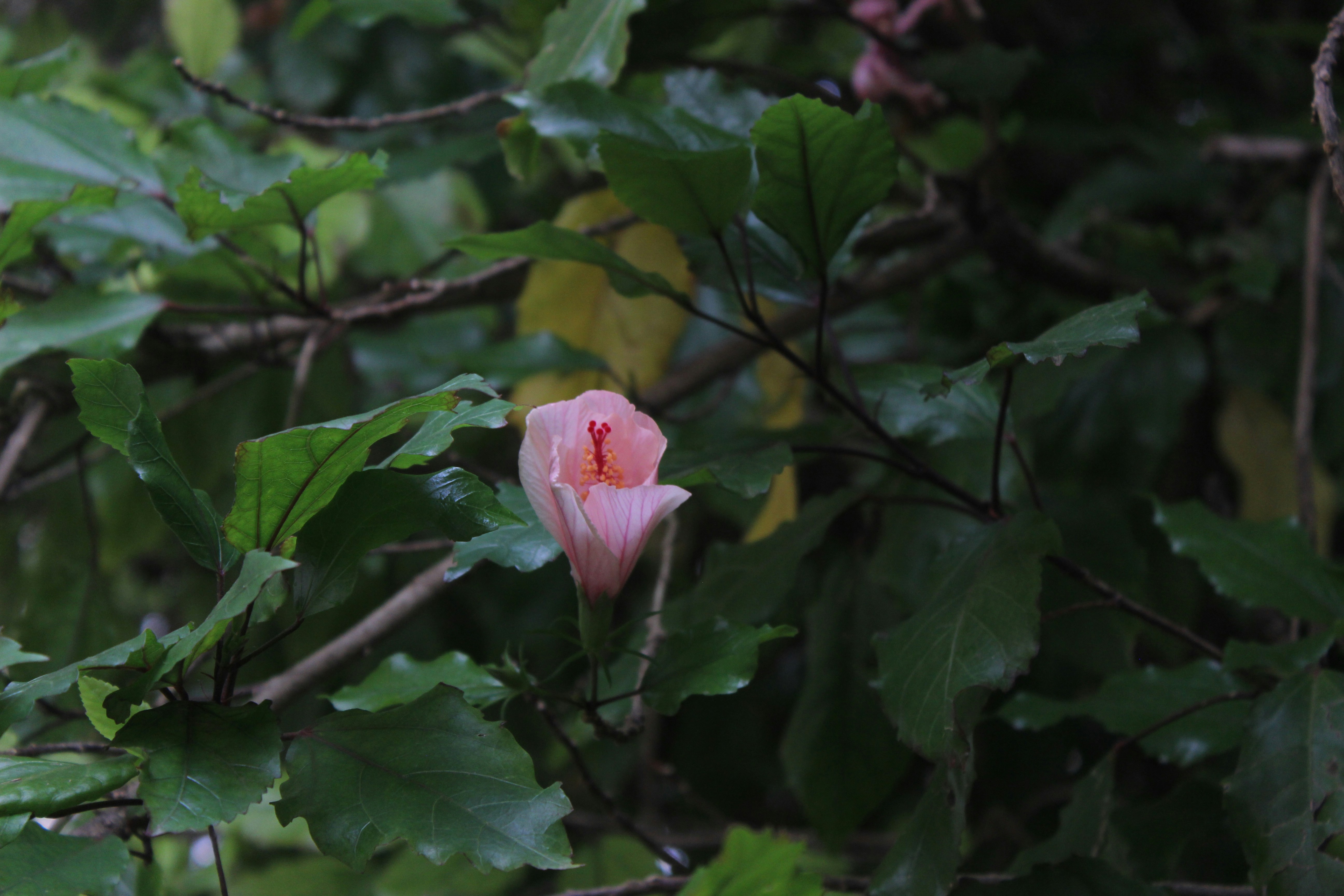 Pink bloom amid dark green foliage reaches toward the light