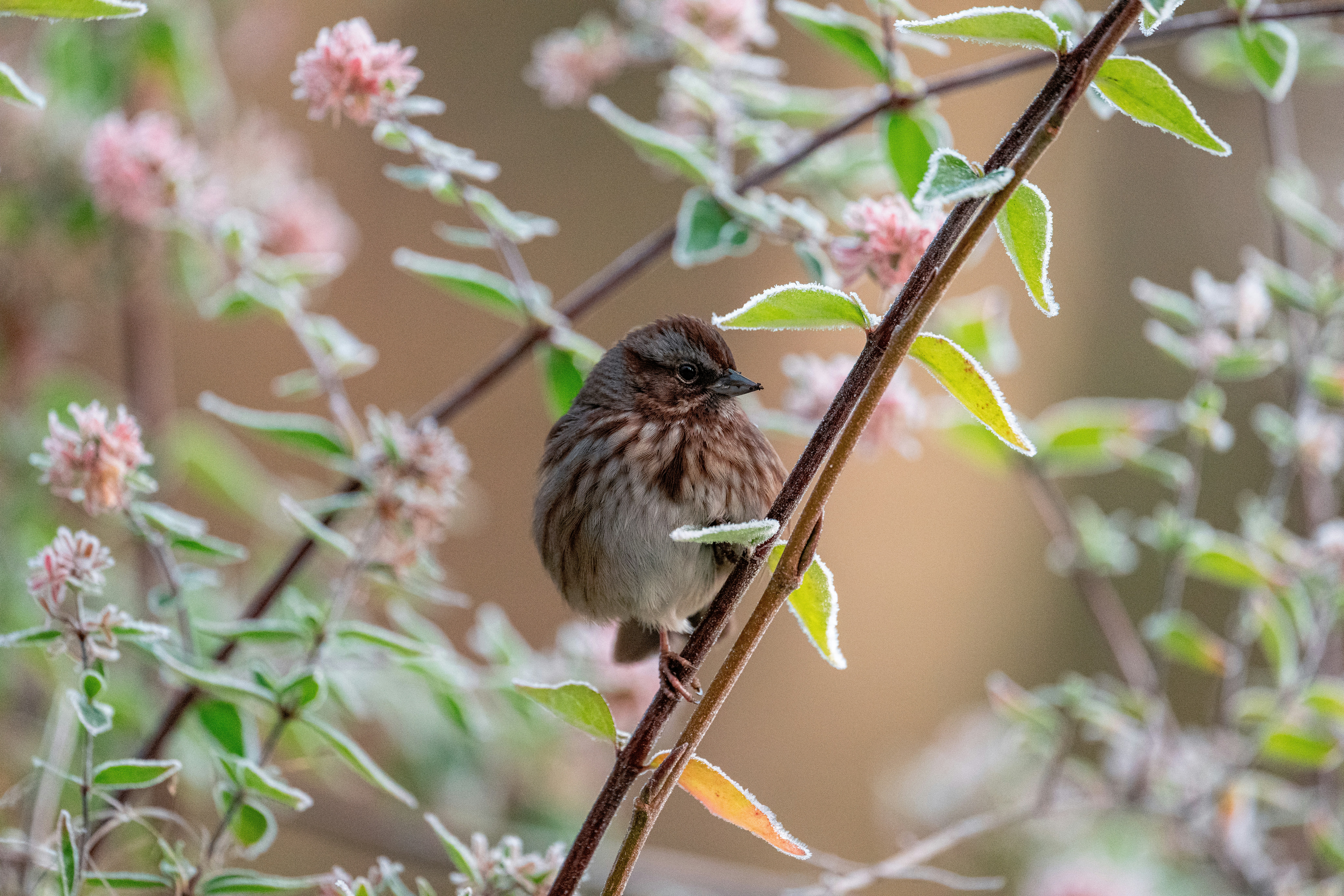 Muted Perch: A Sparrow Framed on Spring Branches