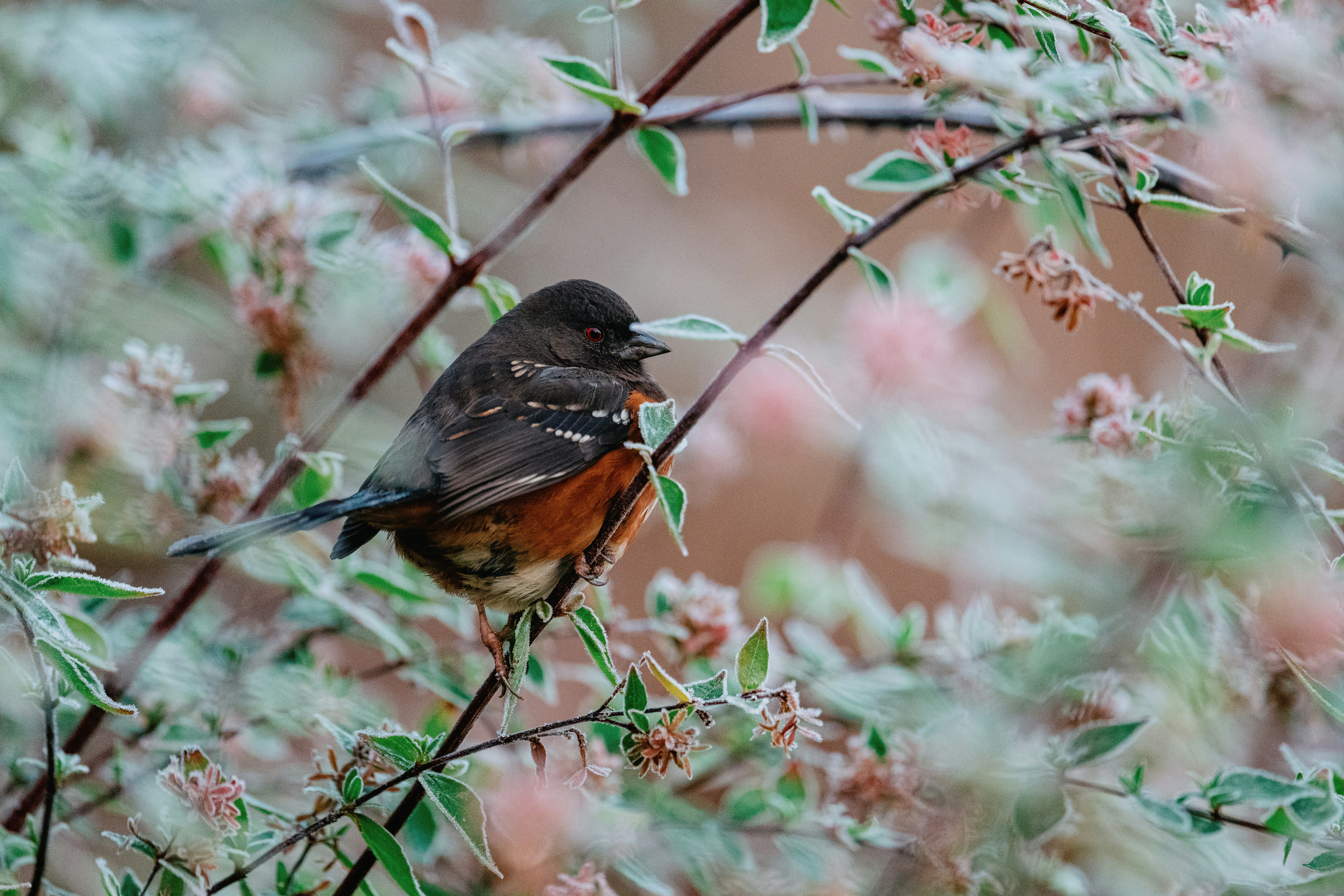 Rusty Thrush Among Blossoms: A Quiet Perch