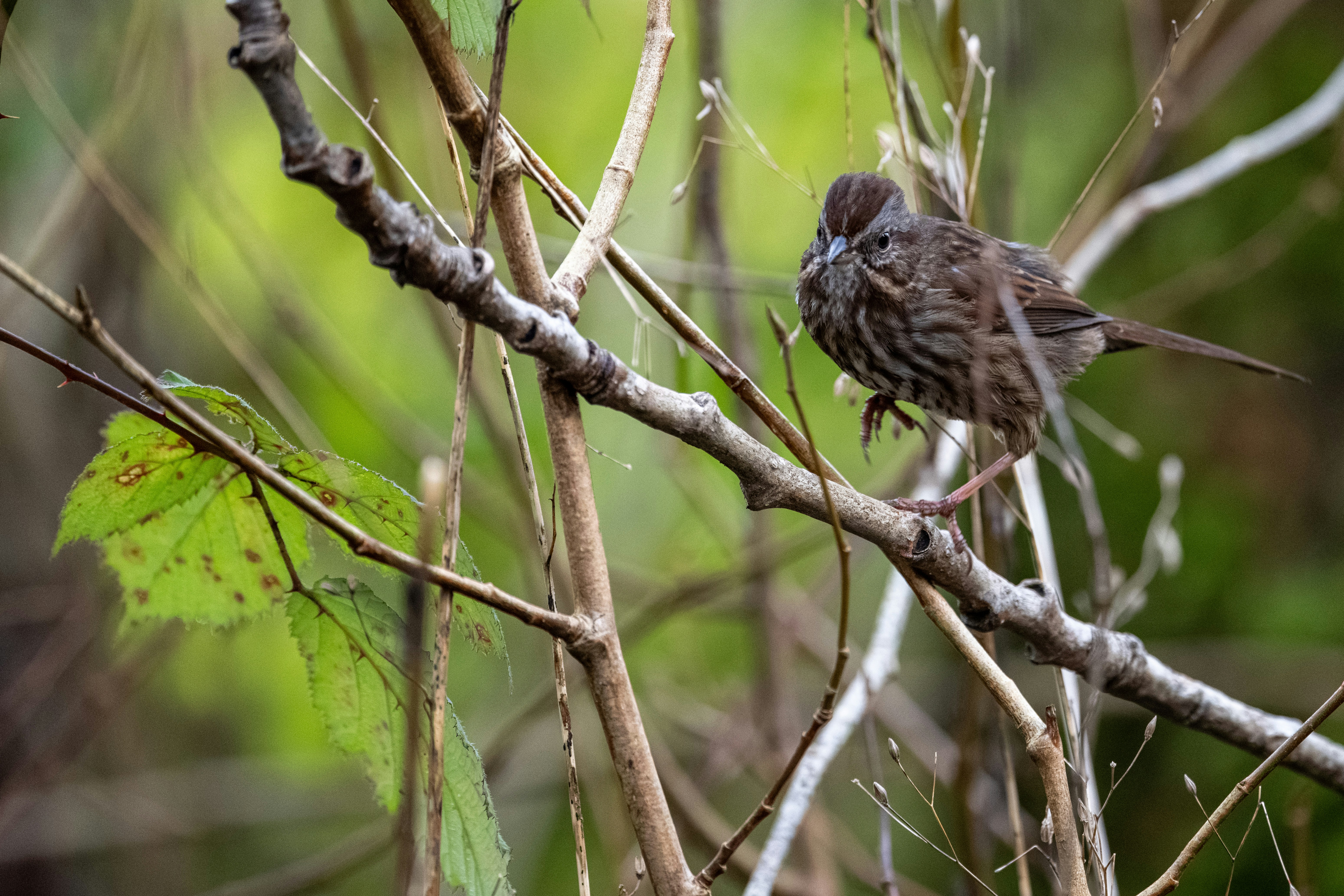 Hidden Songbird on a Thicket: A Quiet Moment in Green Light