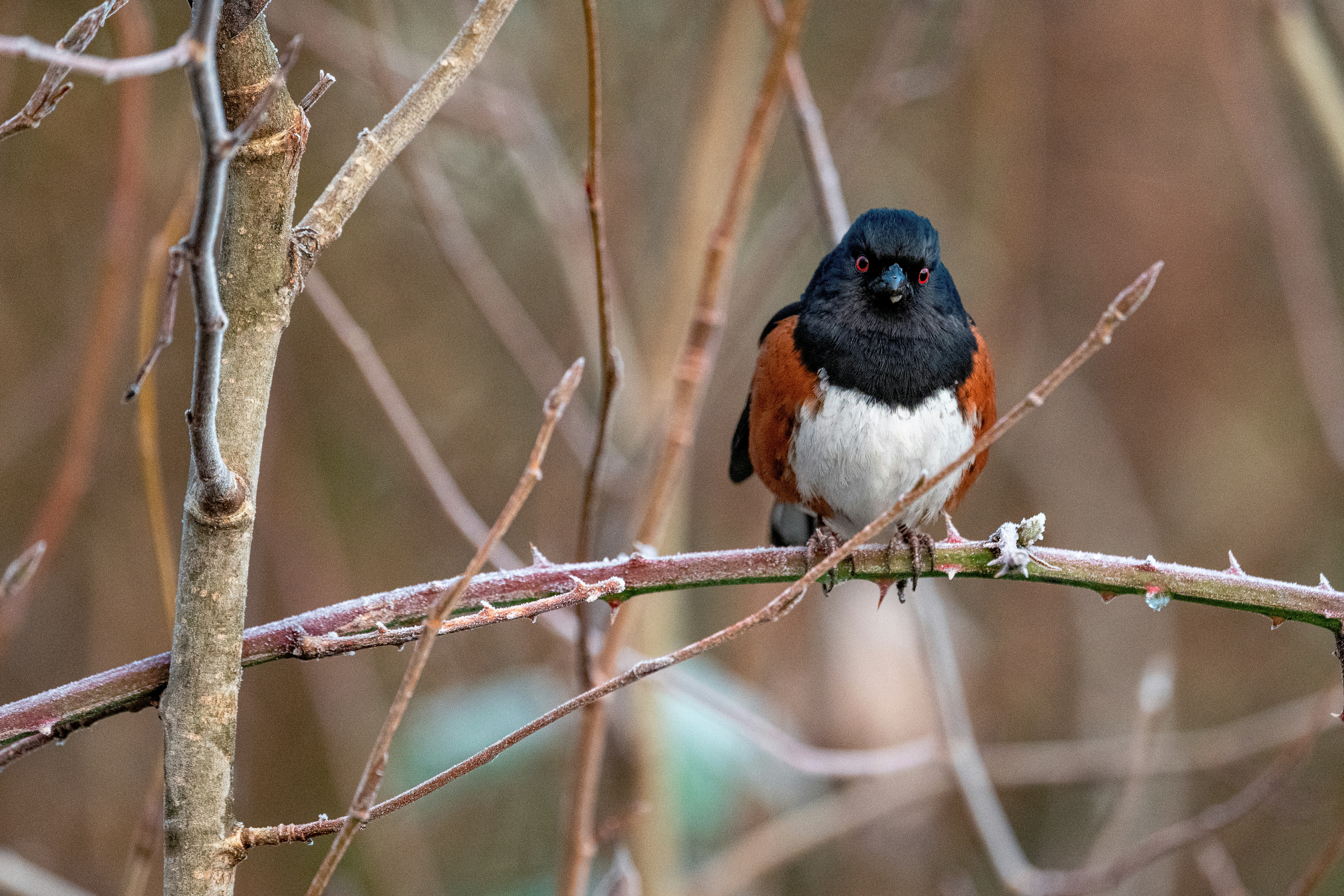 Robin-sized Warbler Perched on a Tangled Branch in Frosty Underbrush