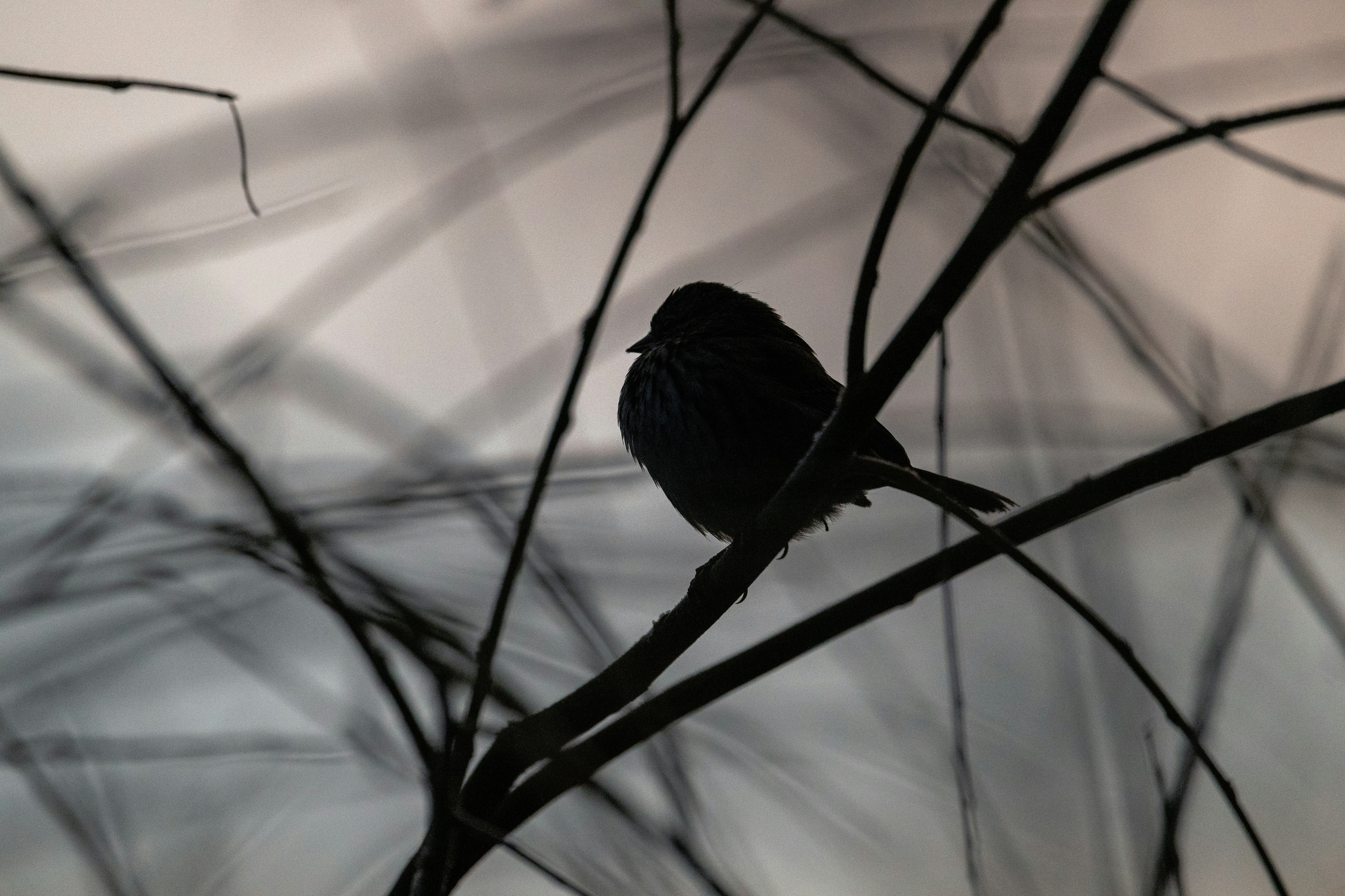 Silhouette on a Tangle: A Night-Blooming Bird among Branches