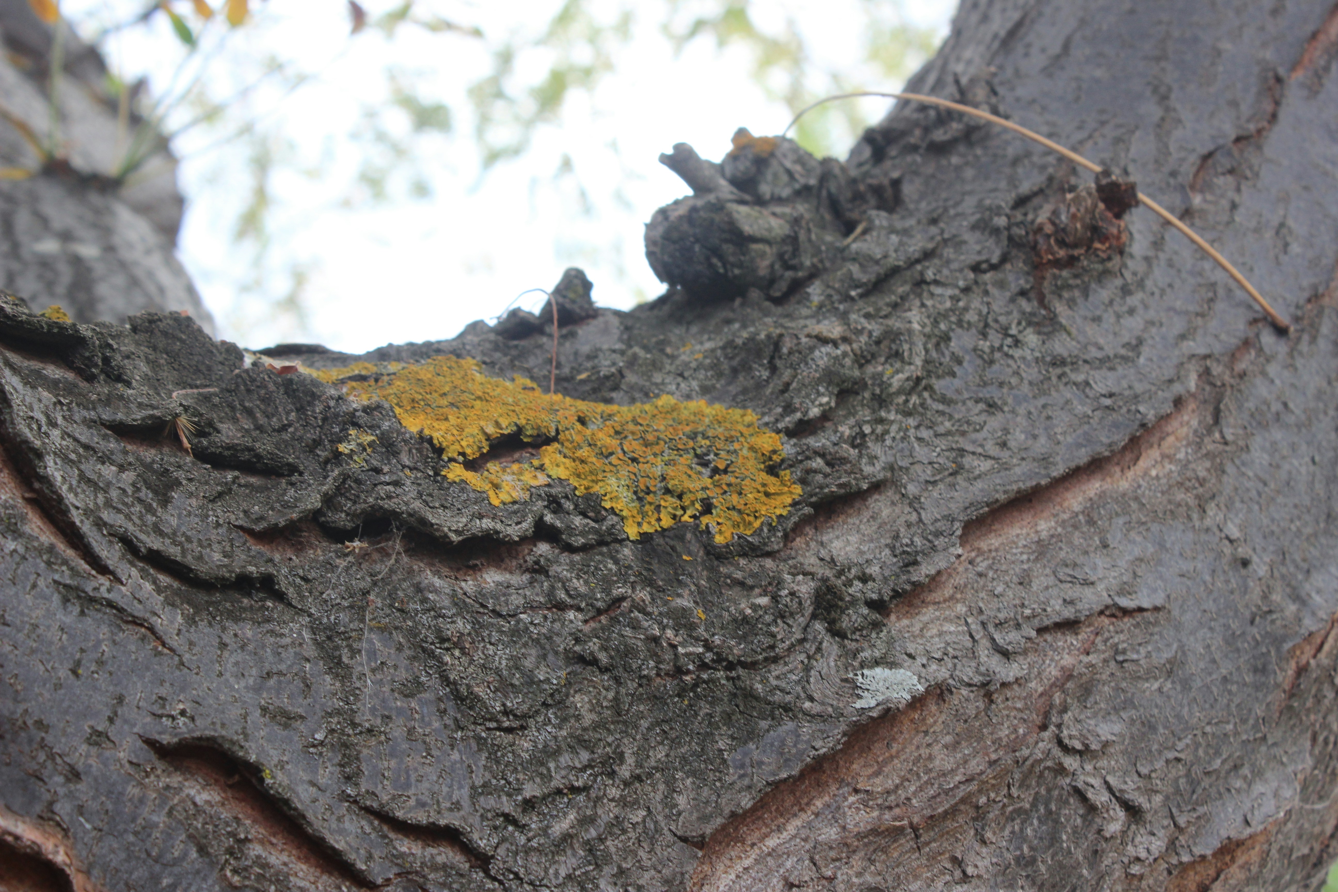 Mottled Bark and Lichen: A Quiet Textured Trunk