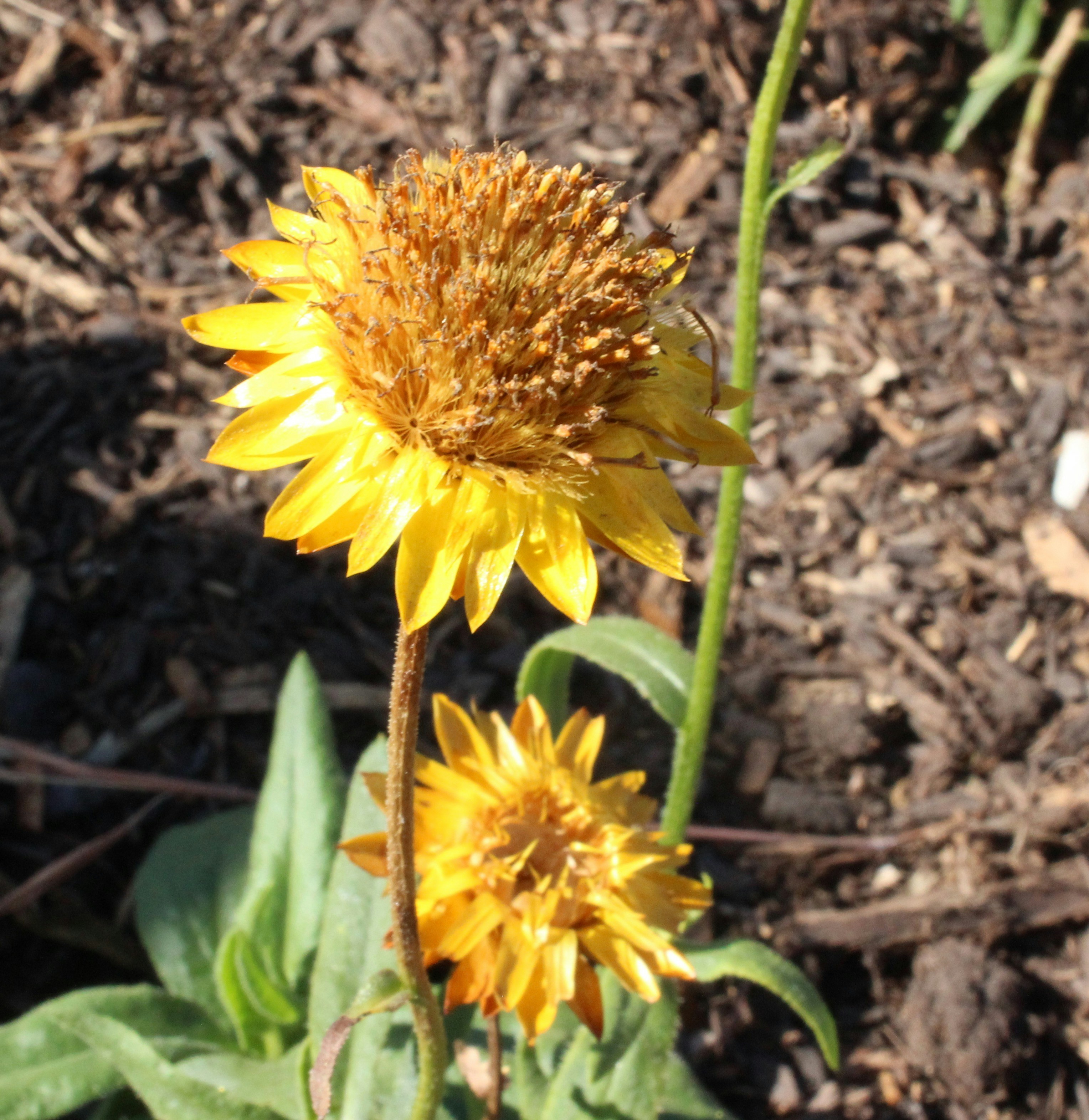 Sunlit Sunflower Duo: Front Bloom Reigns Over Garden Bed