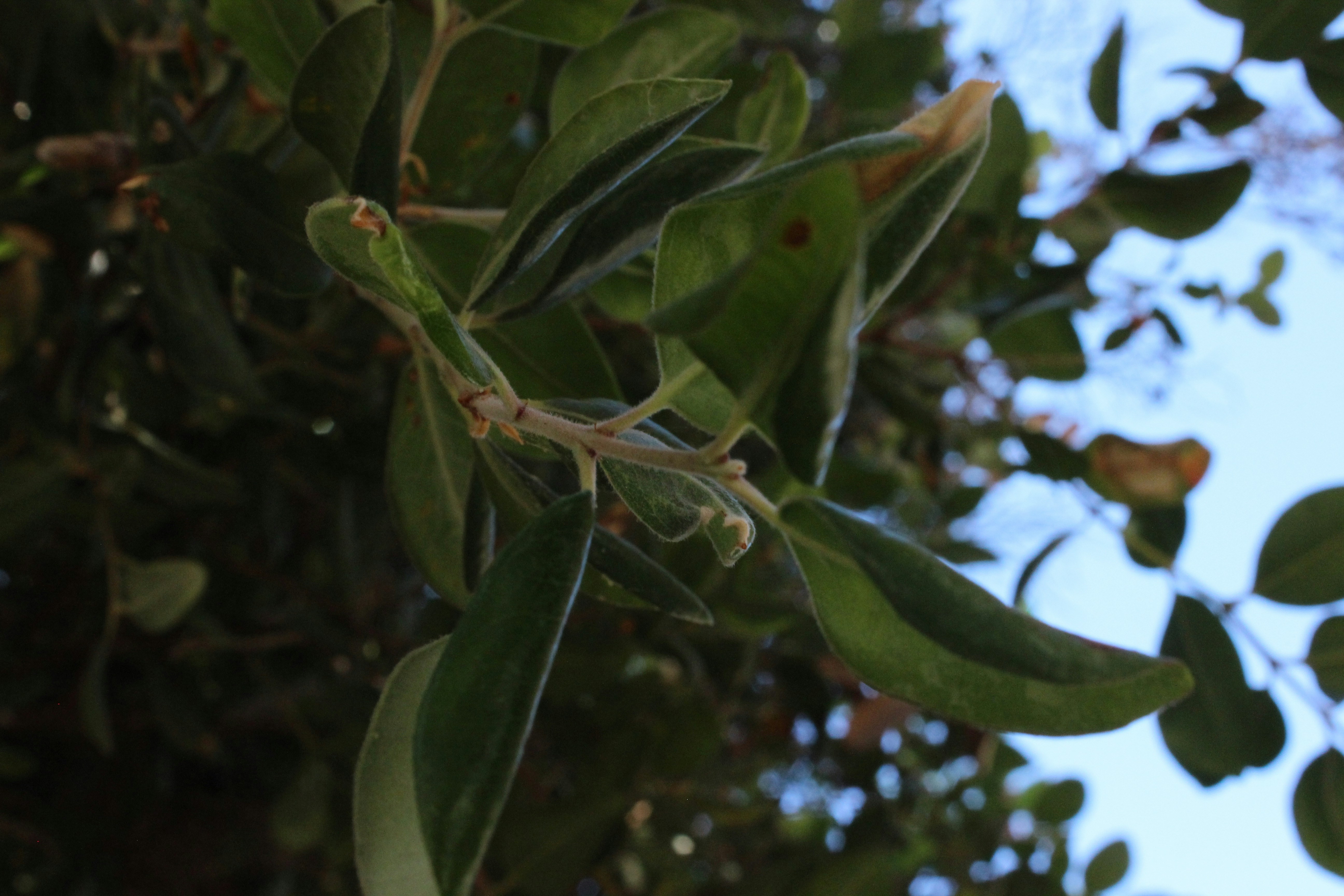 Sunlit Greenery: A Quiet Snap of Lip-Gloss Leaves Against a Blue Sky