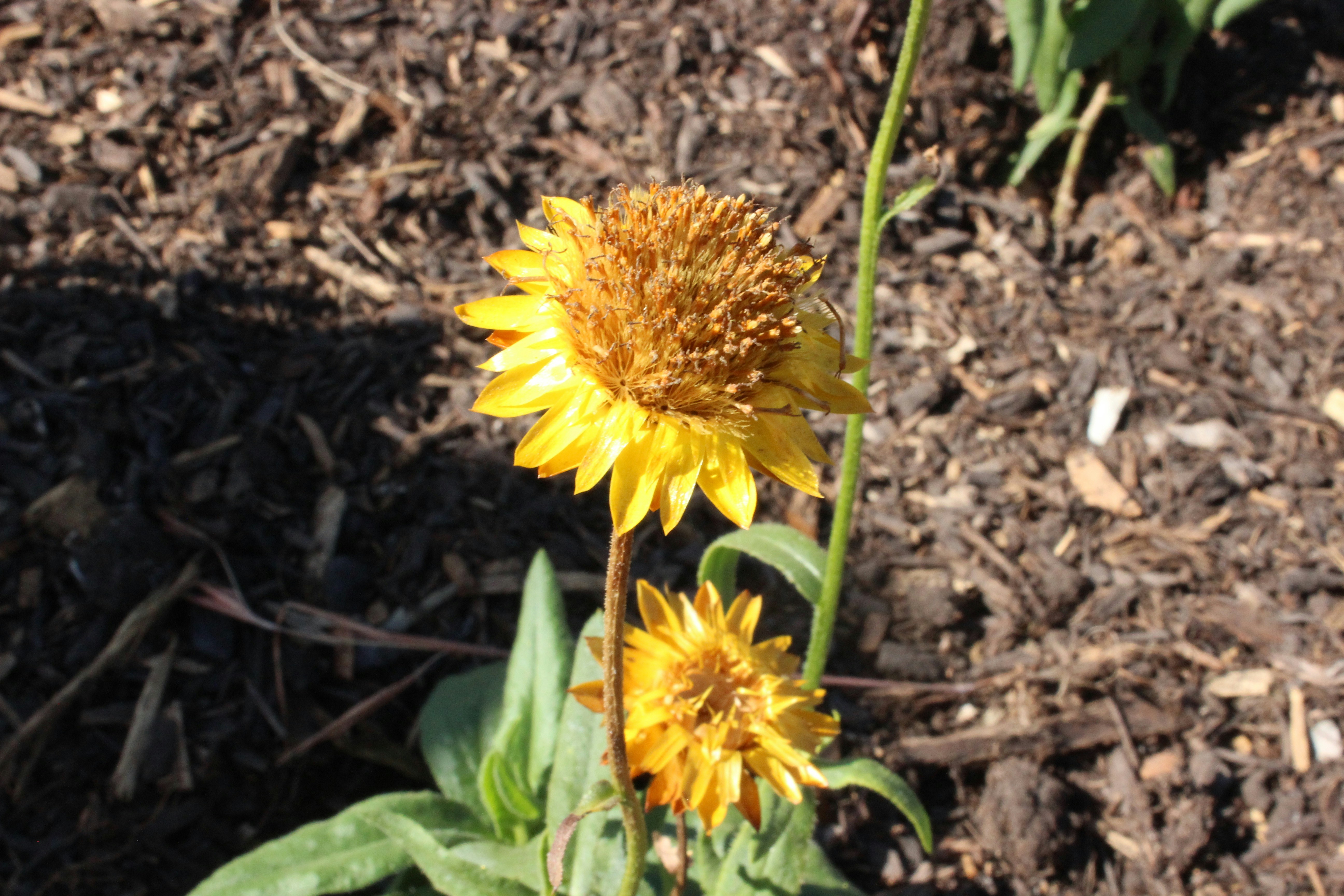 Sunlit Yellow Heads: A Garden Bloom Reaches for the Light