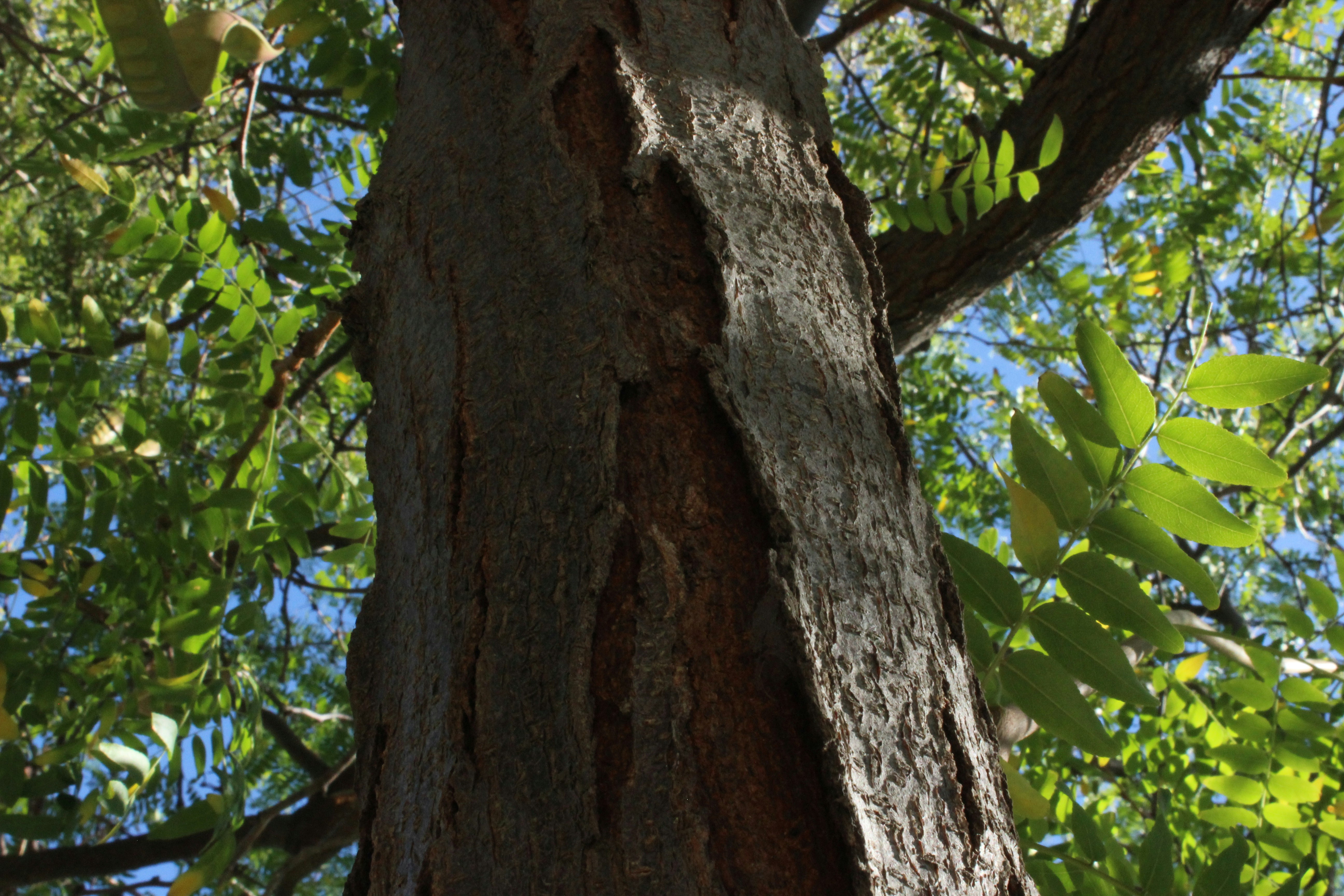Centered Trunk Portrait: Sunlit Bark and Green Canopy