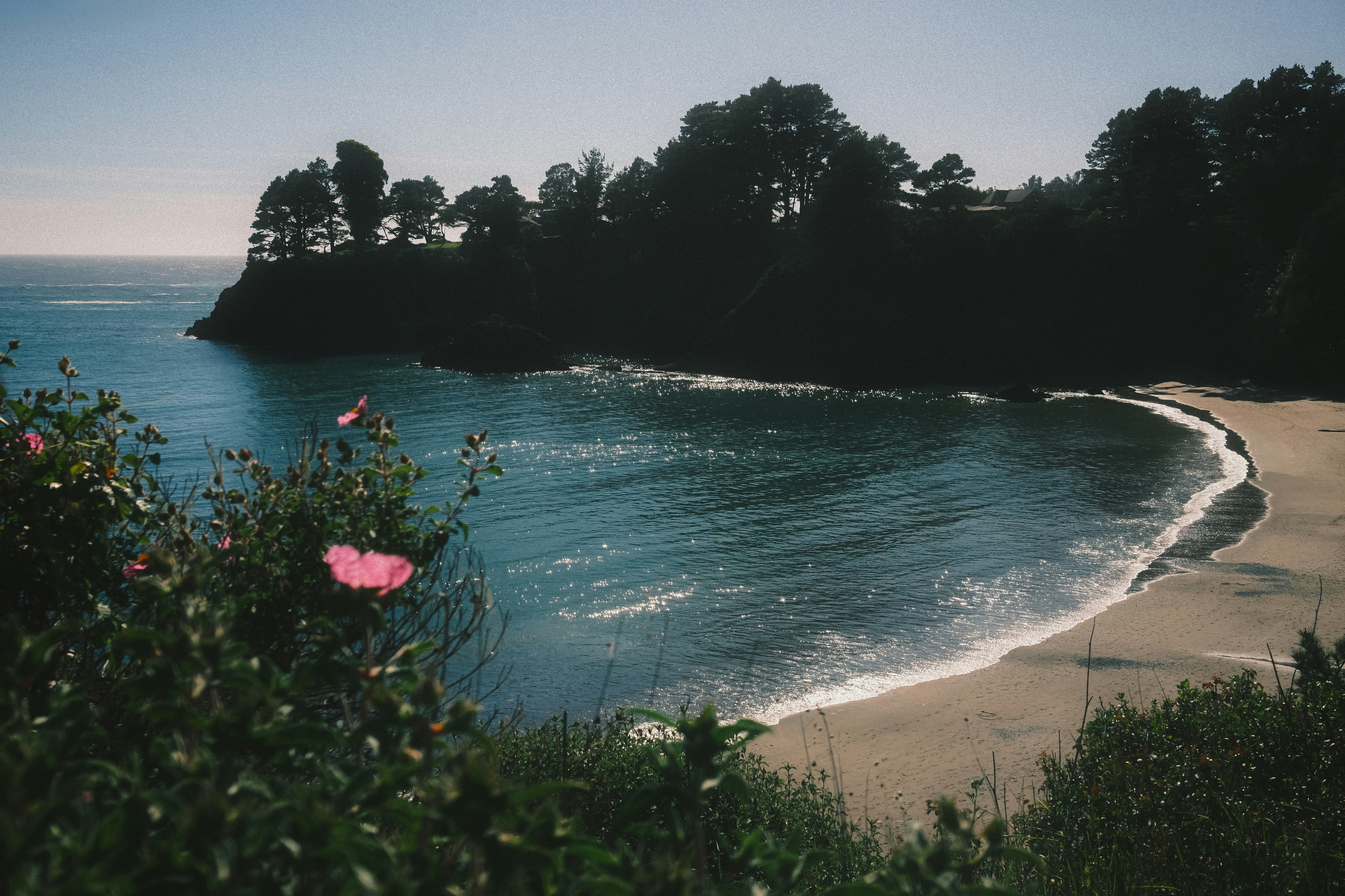 Coastal cove with blooming foreground and sunlit shoreline