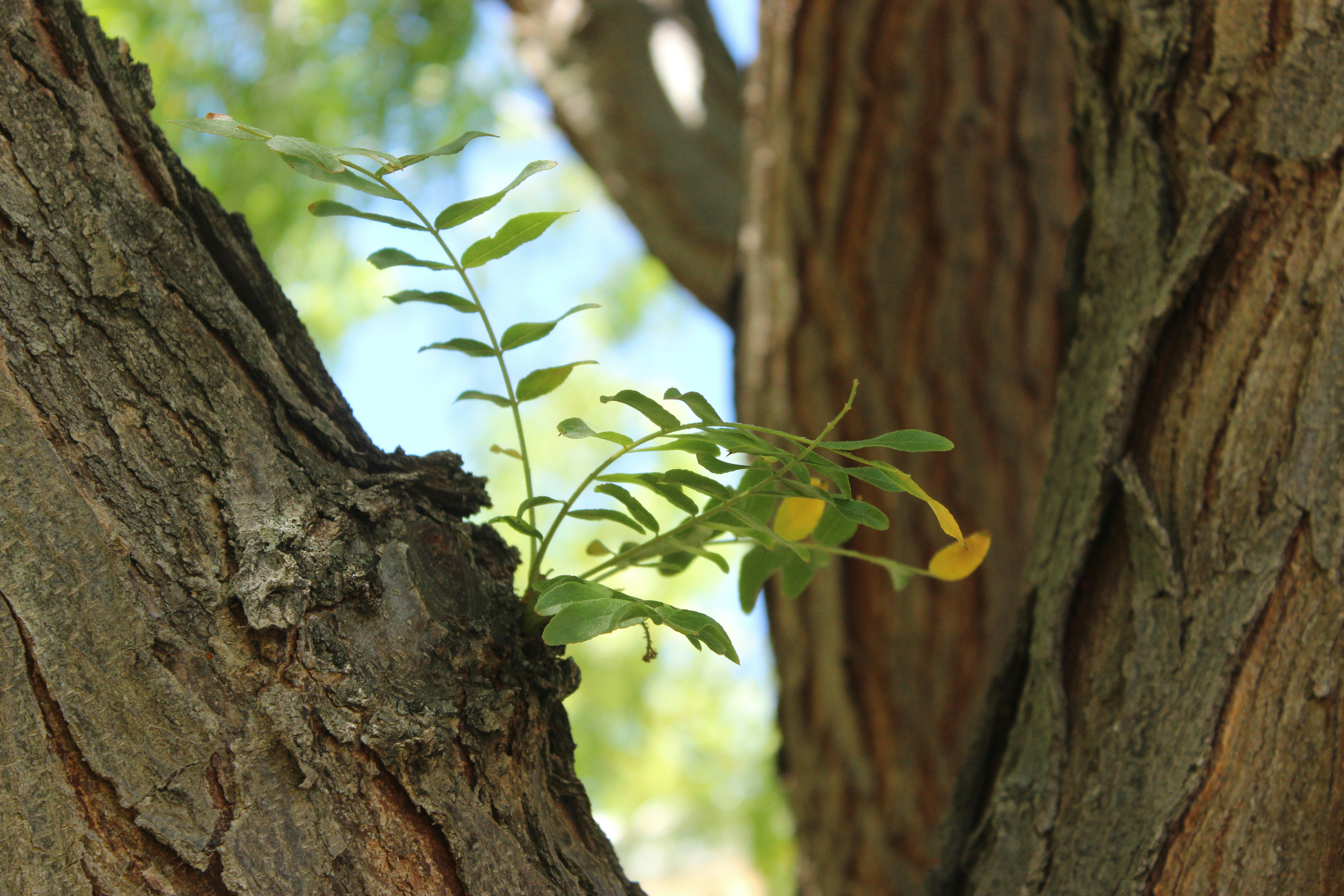 A Tender Foliage Silhouette Emerges Between Tree Trunks