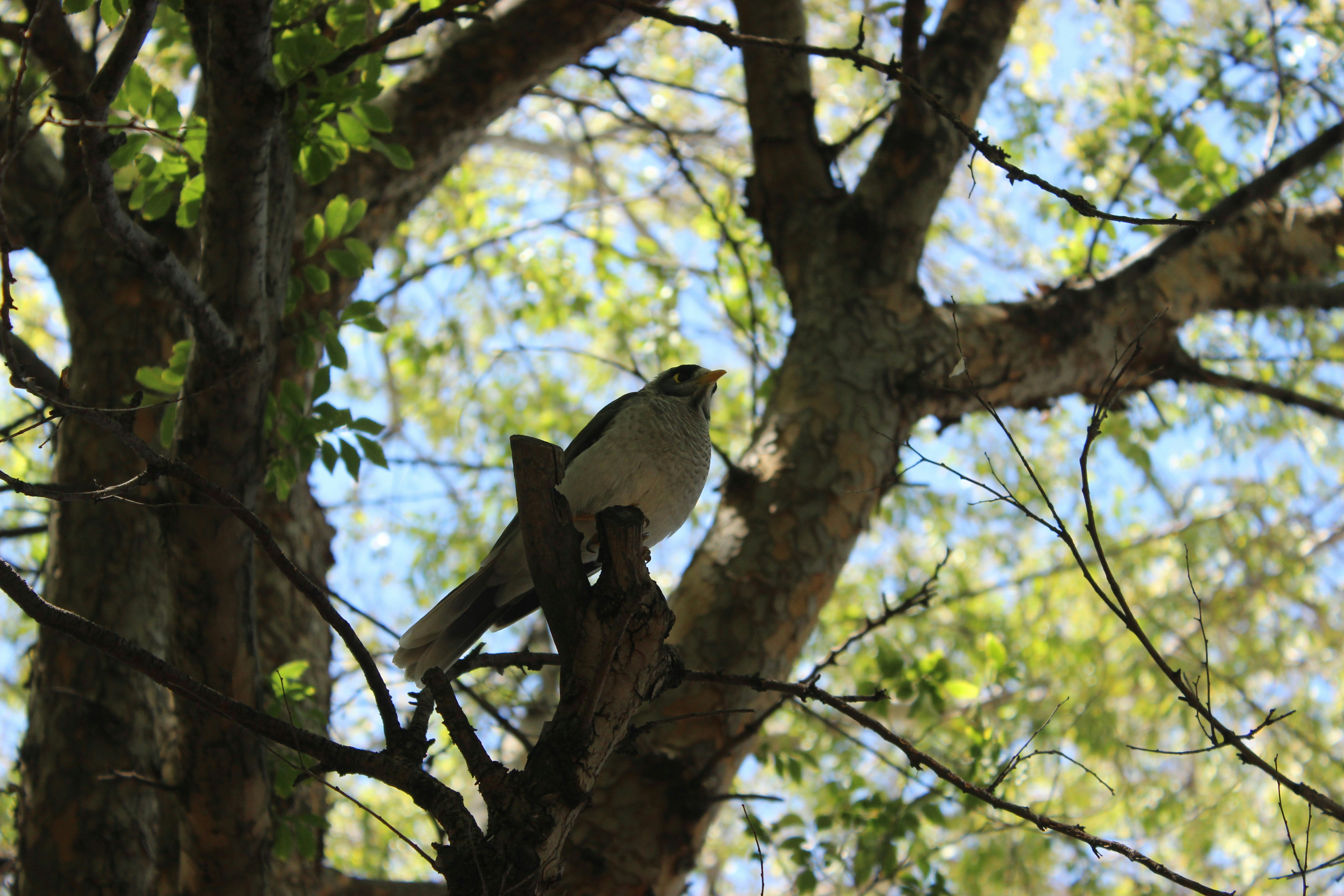 Perched Whisper: A Small Songbird Anchored to Sunlit Branches