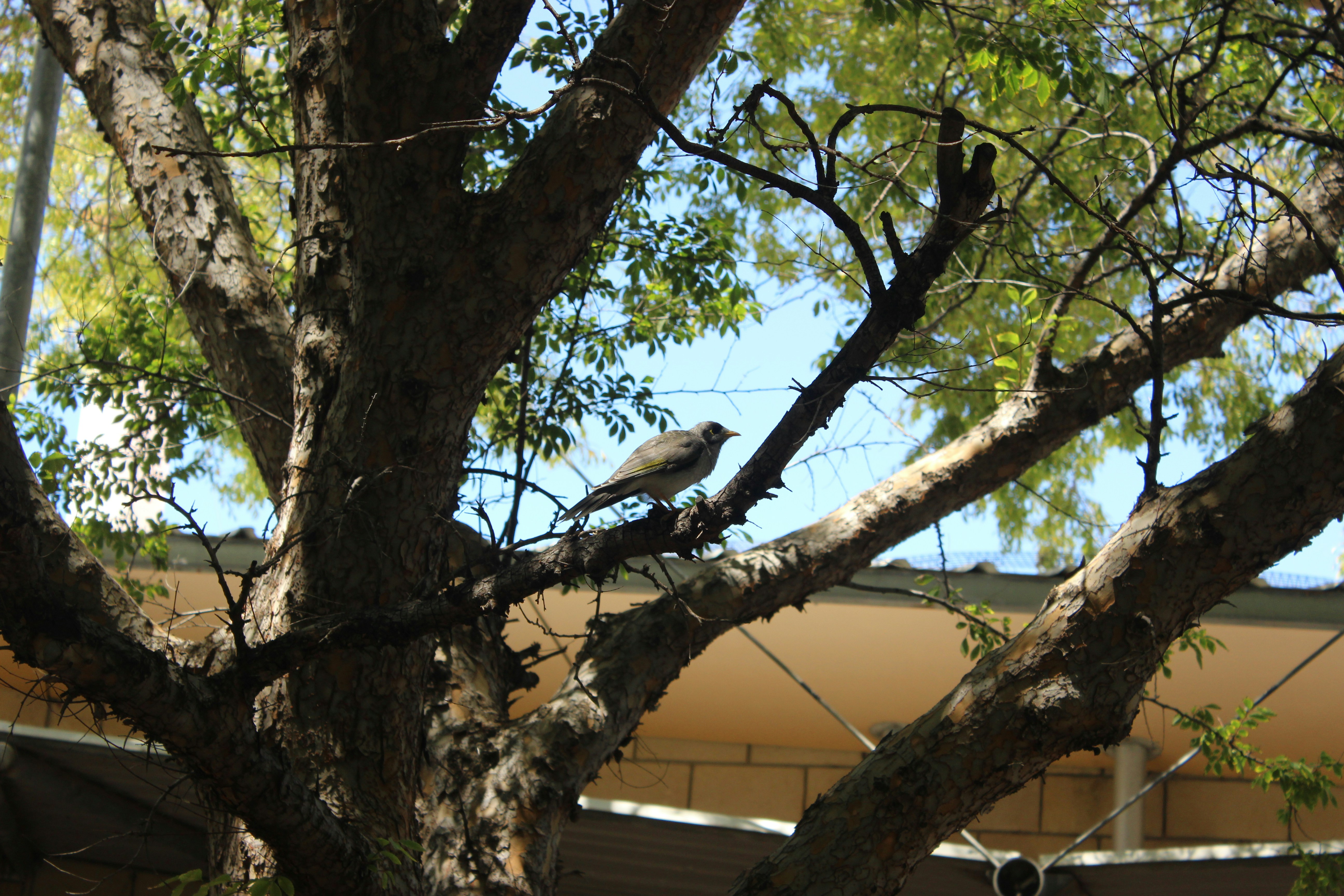 Branch Perch: A Small Songbird Across Dappled Light
