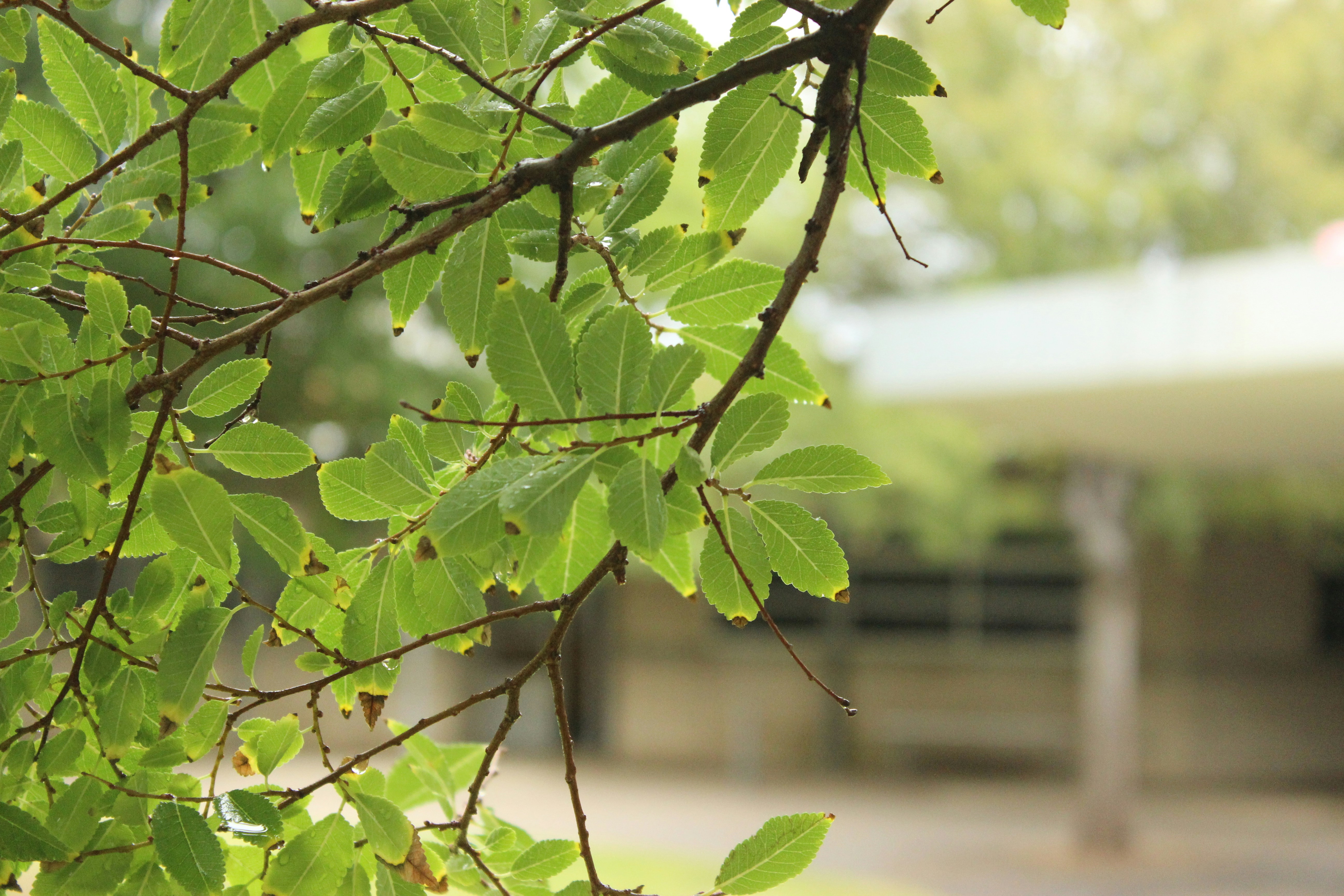 Branching Green: A Sunlit Foliage Moment Framing an Quiet Campus Backdrop