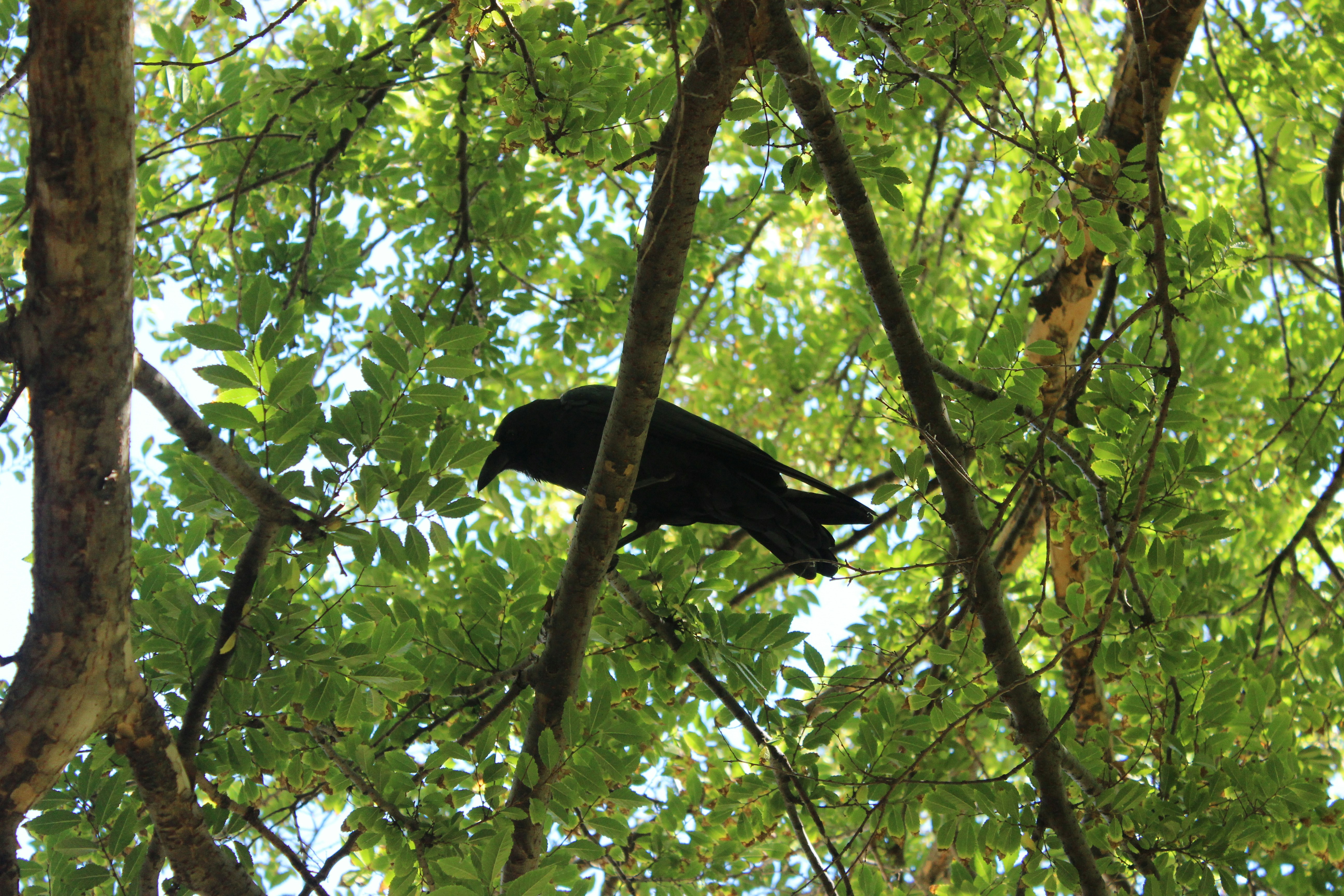 Mid-Branch Silhouette: A Crow Halting in the Canopy