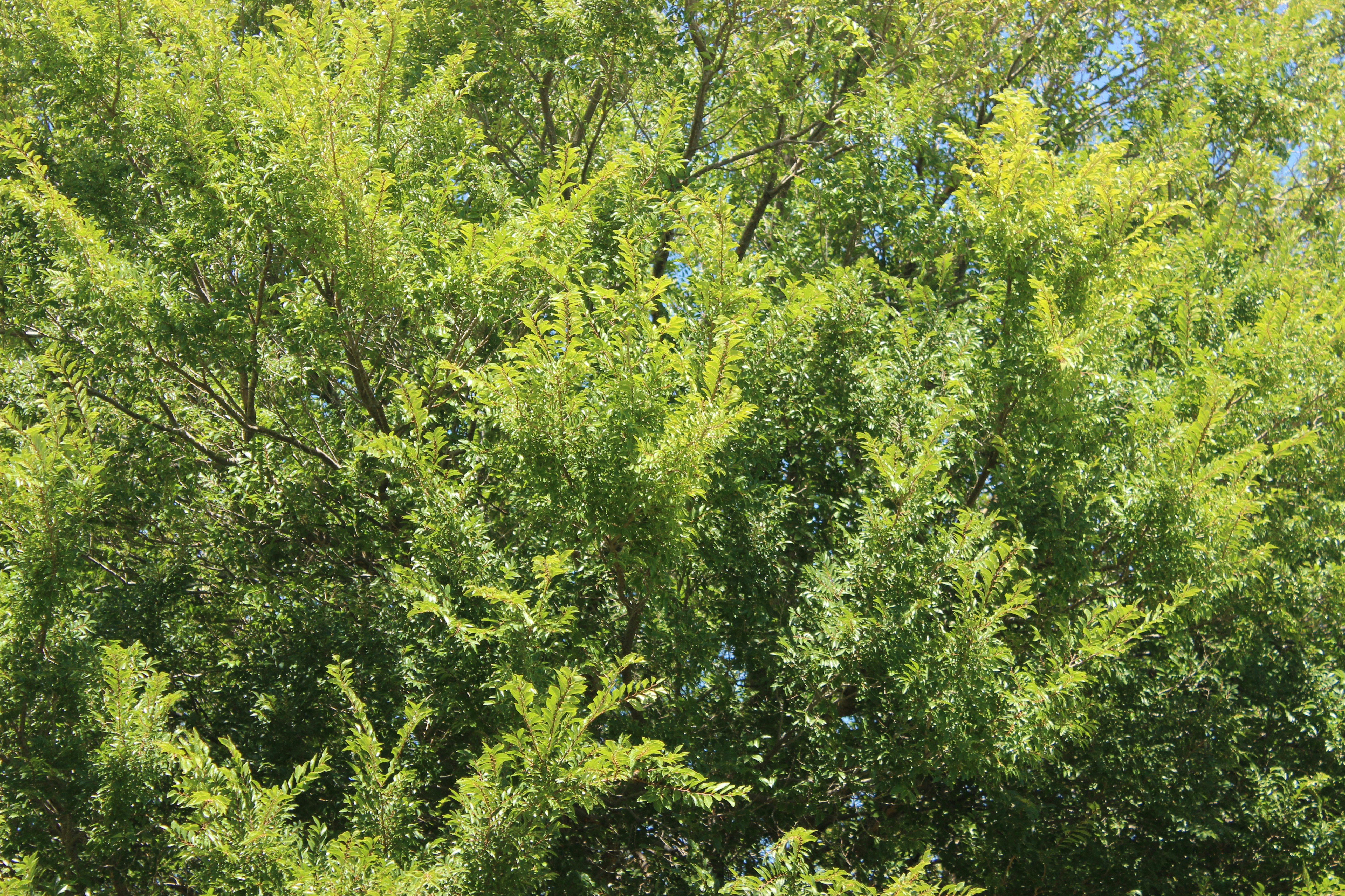 Green Canopy: Sunlit Foliage Pattern in a Dense Treescape