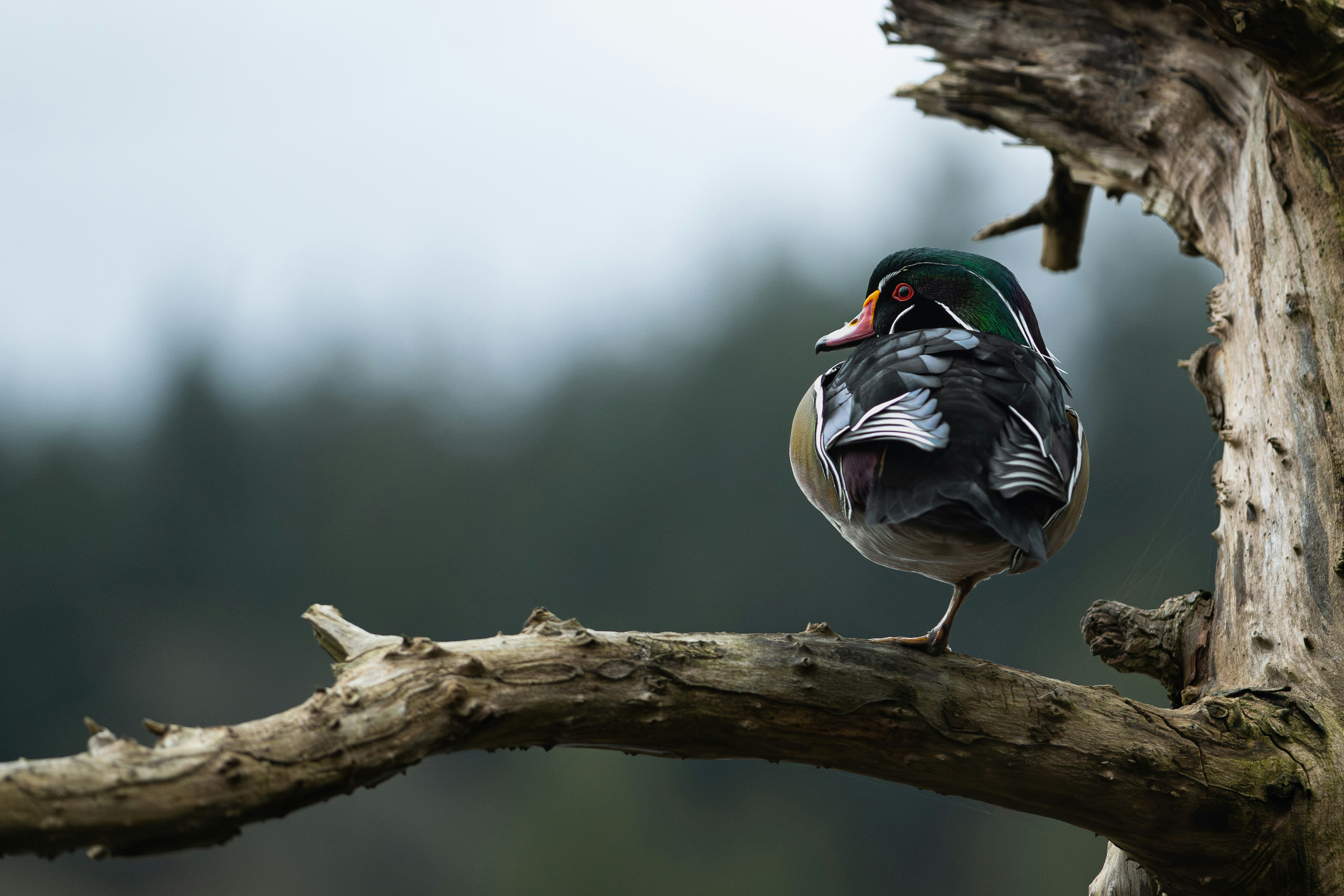 Red-breasted Mandarins on a Weathered Branch