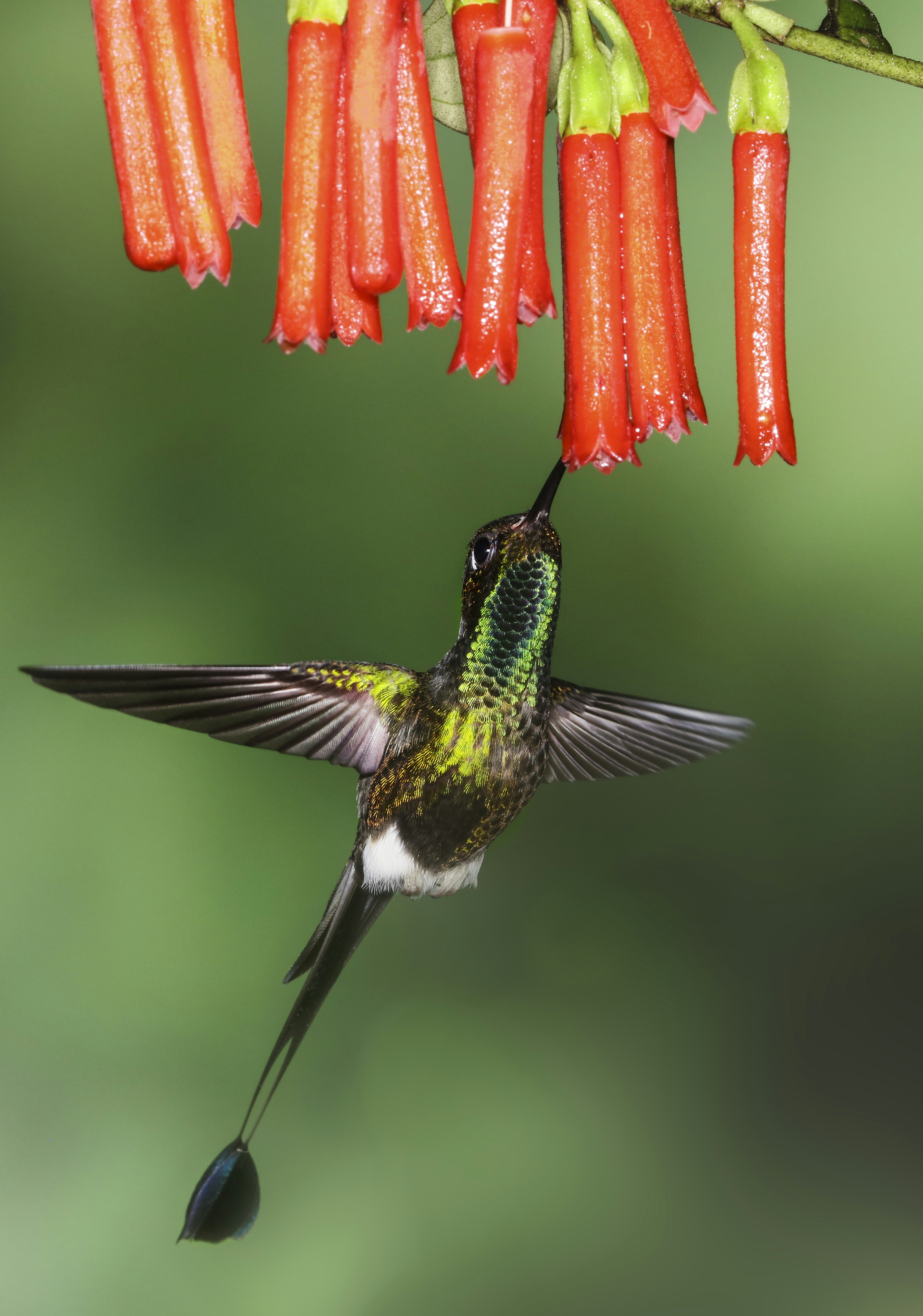 Hummingbird Hover: The Crimson Bloom's Vicinity
