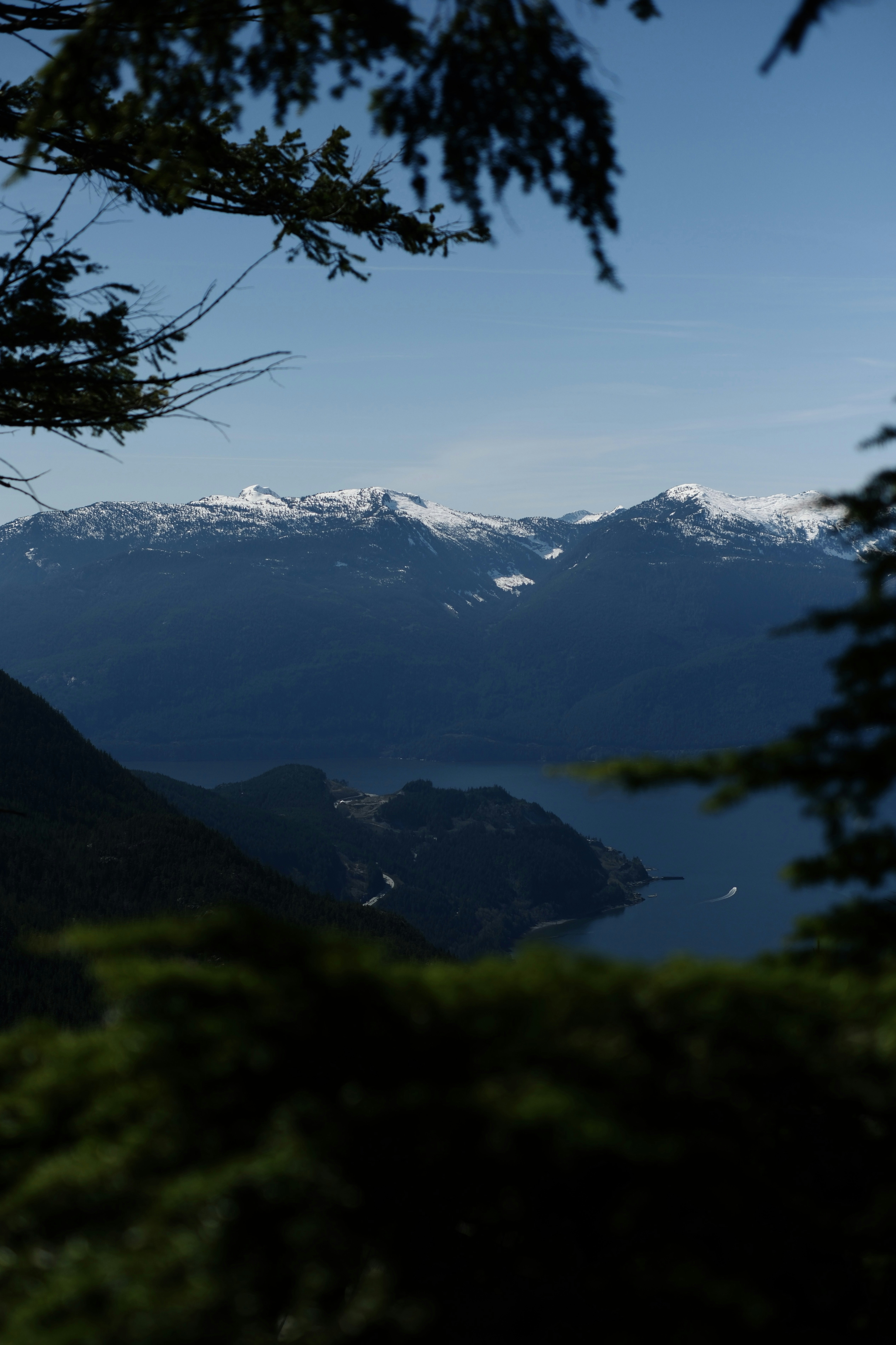 Snow-capped Ridge Framed by Evergreen Canopy
