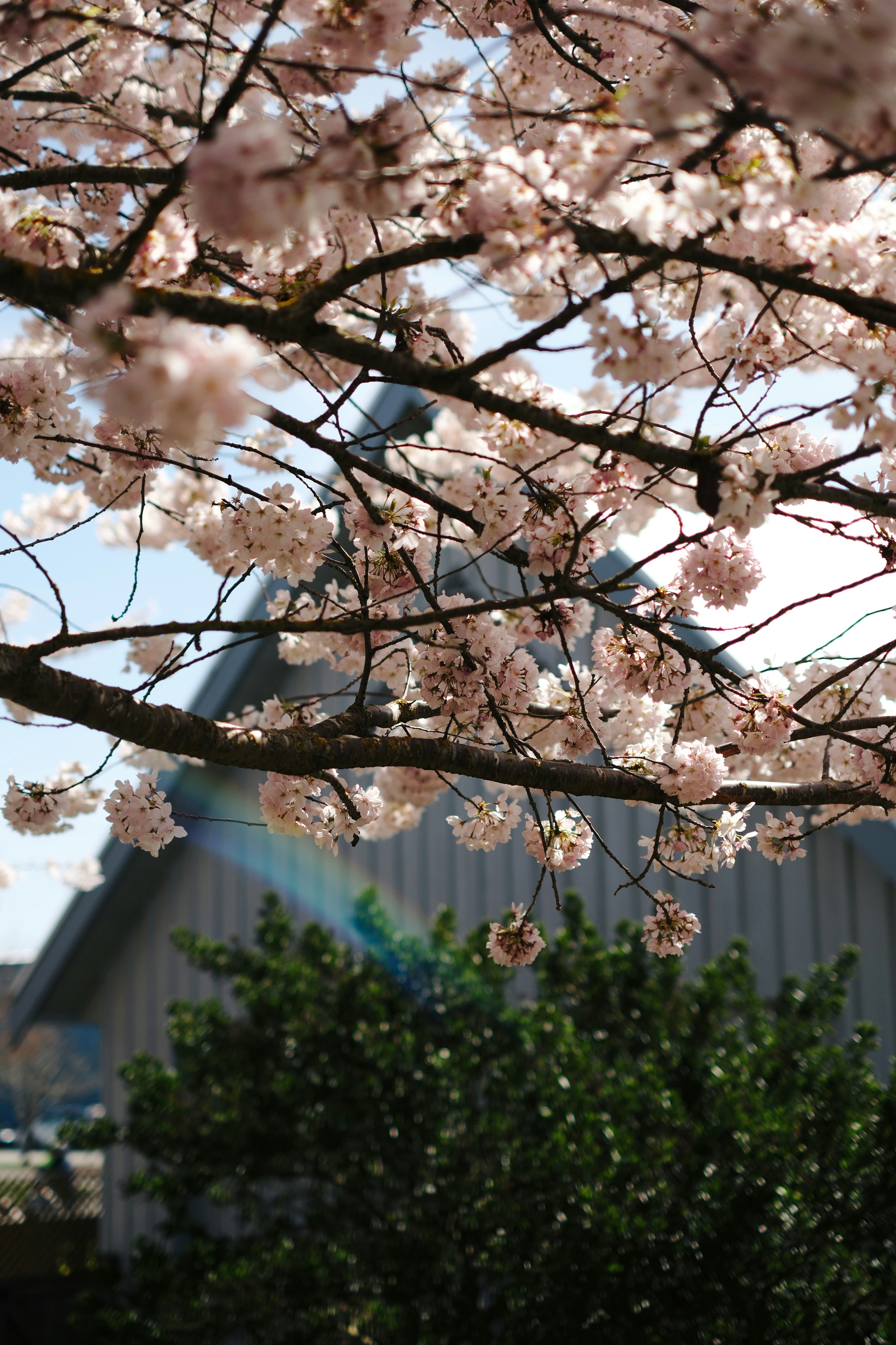 Soft Pink Cherry Blossoms Framing a Quiet House