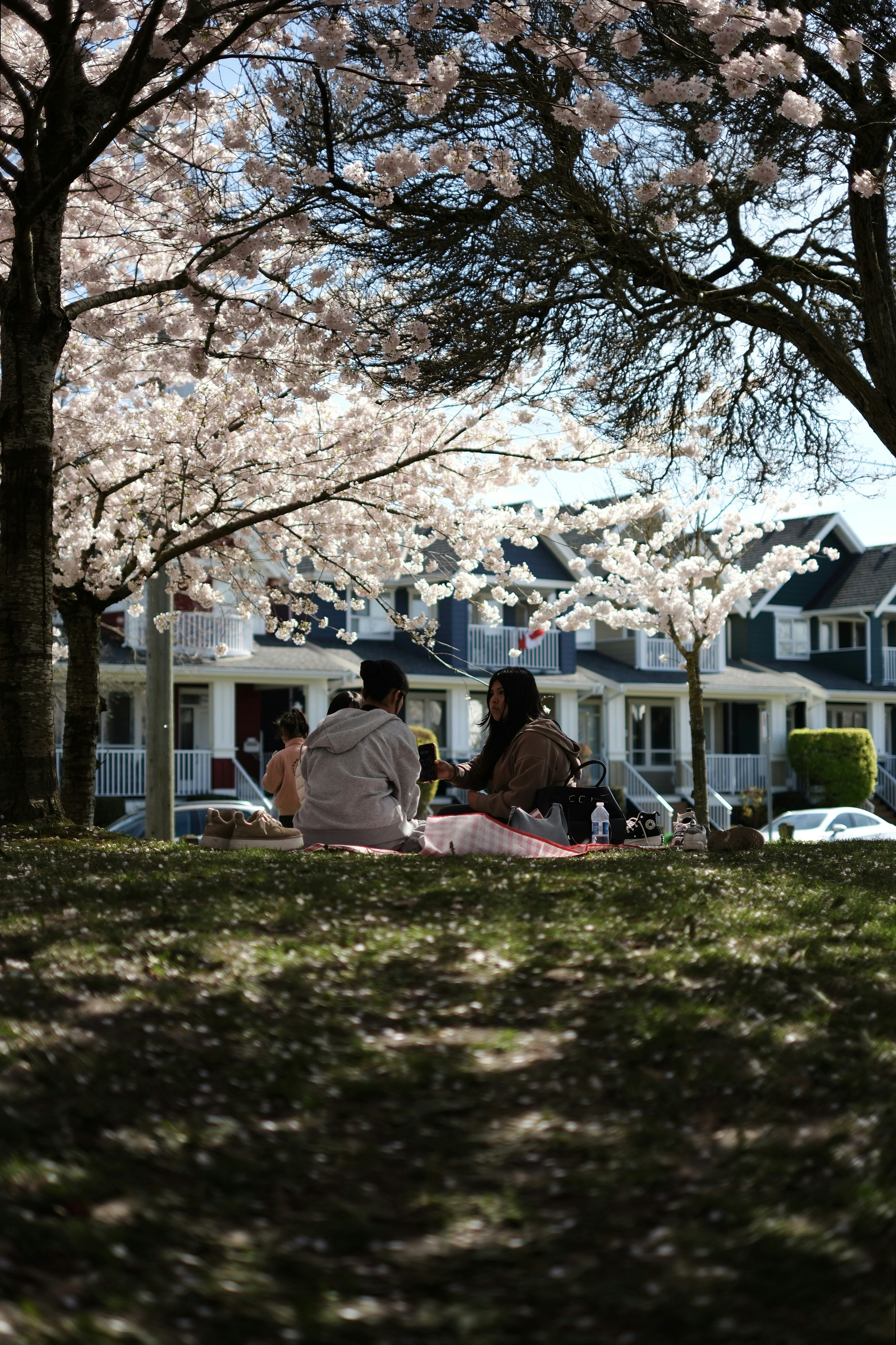 Sunlit Friends Under Cherry Blooms at the Park