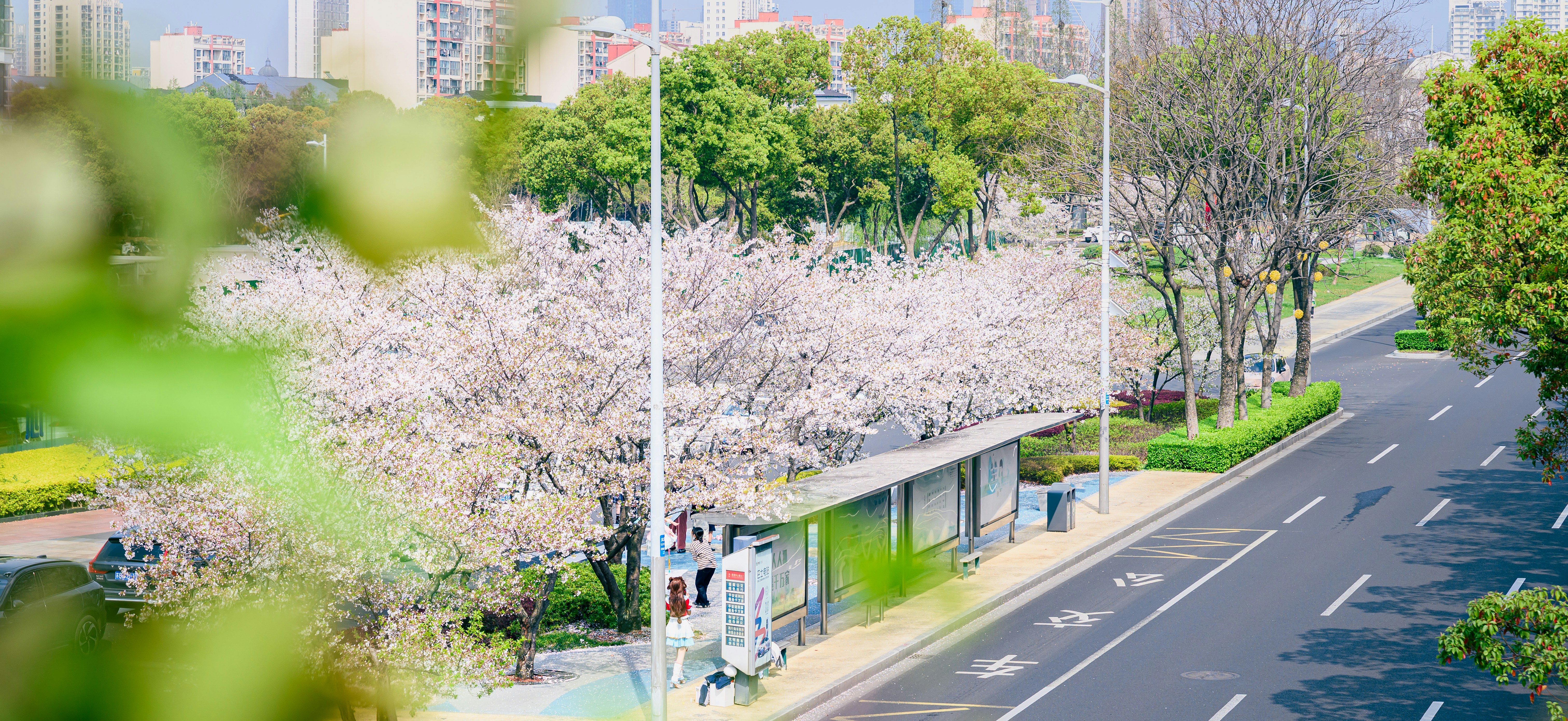 Blossoms by the Quiet Road