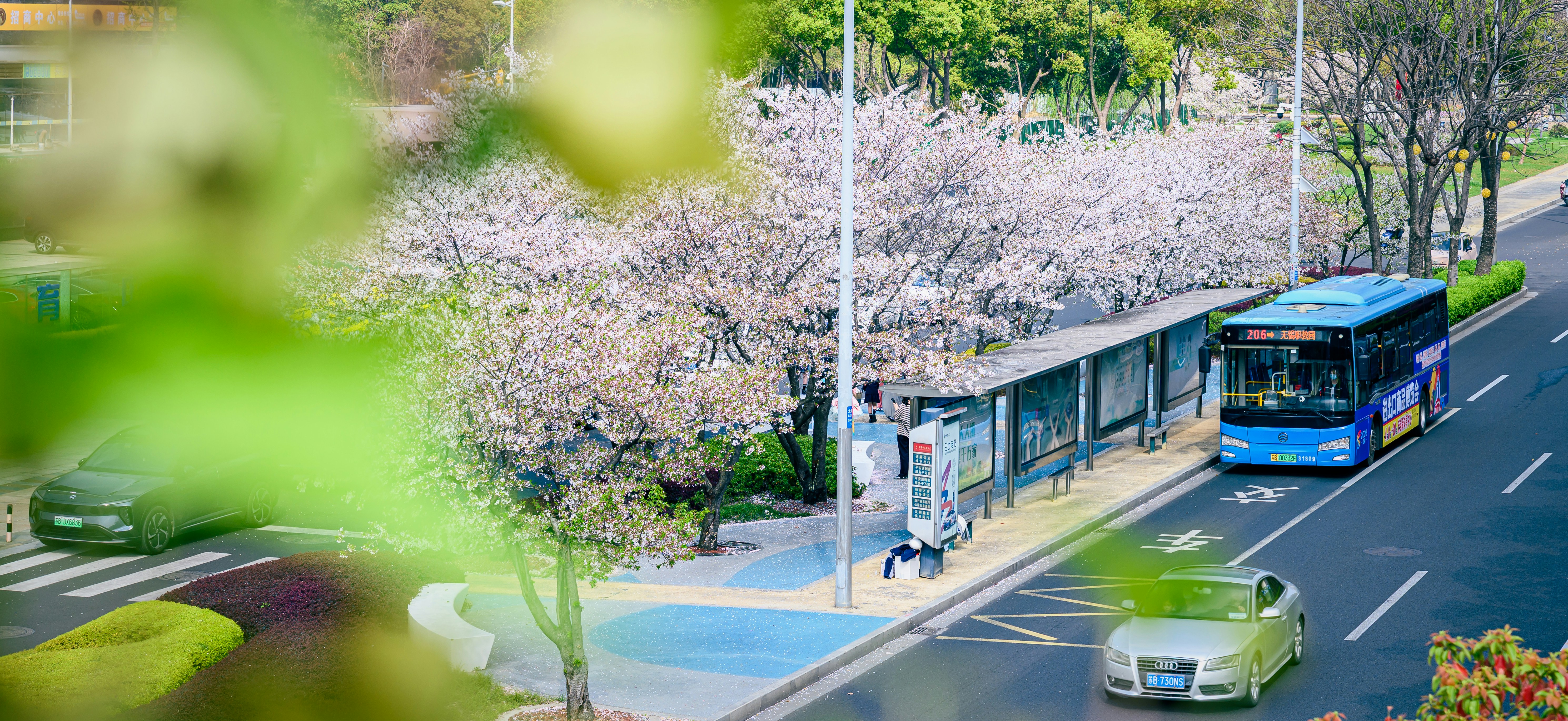 Avenue of Cherry Bloom and City Transit