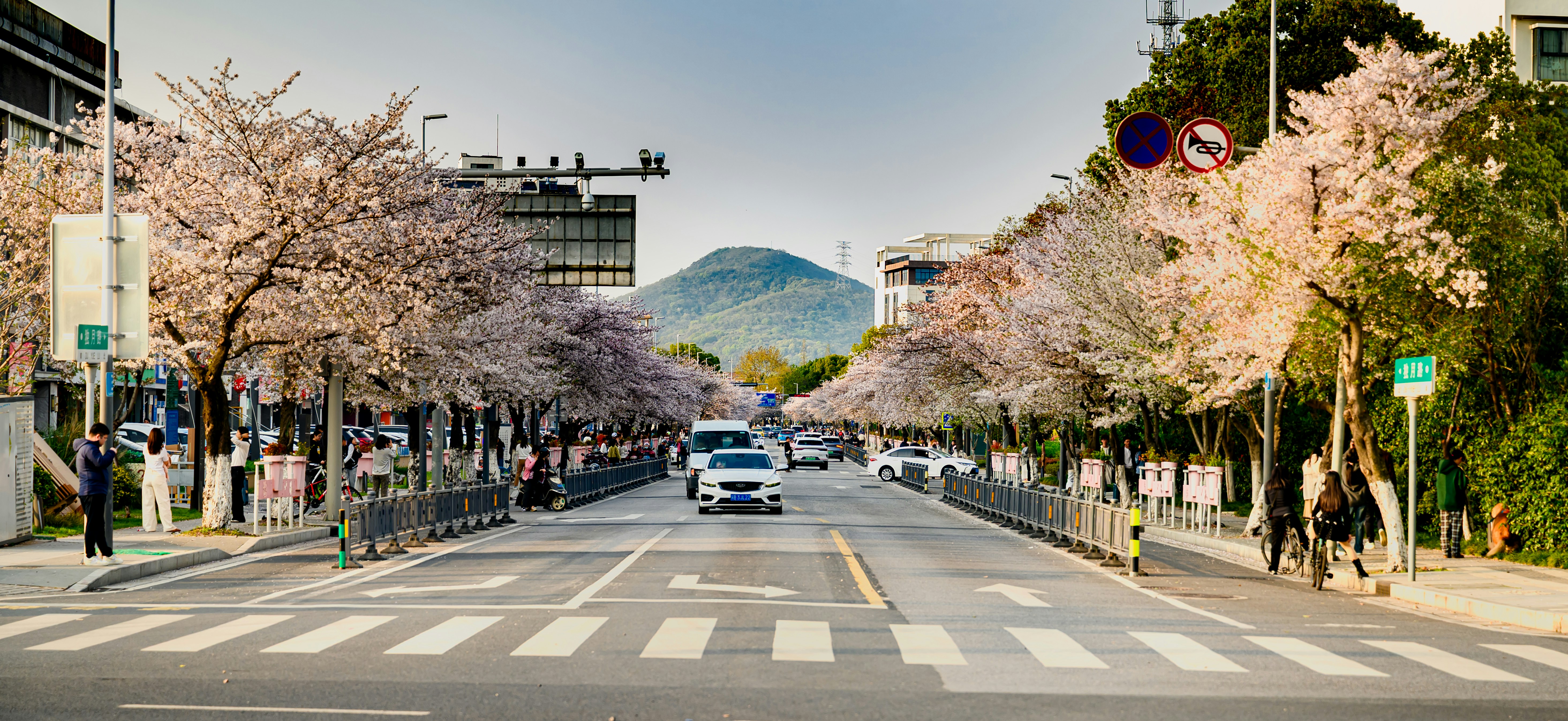 Cherry-Tree Boulevard: Sunrise Over a Calm City Street