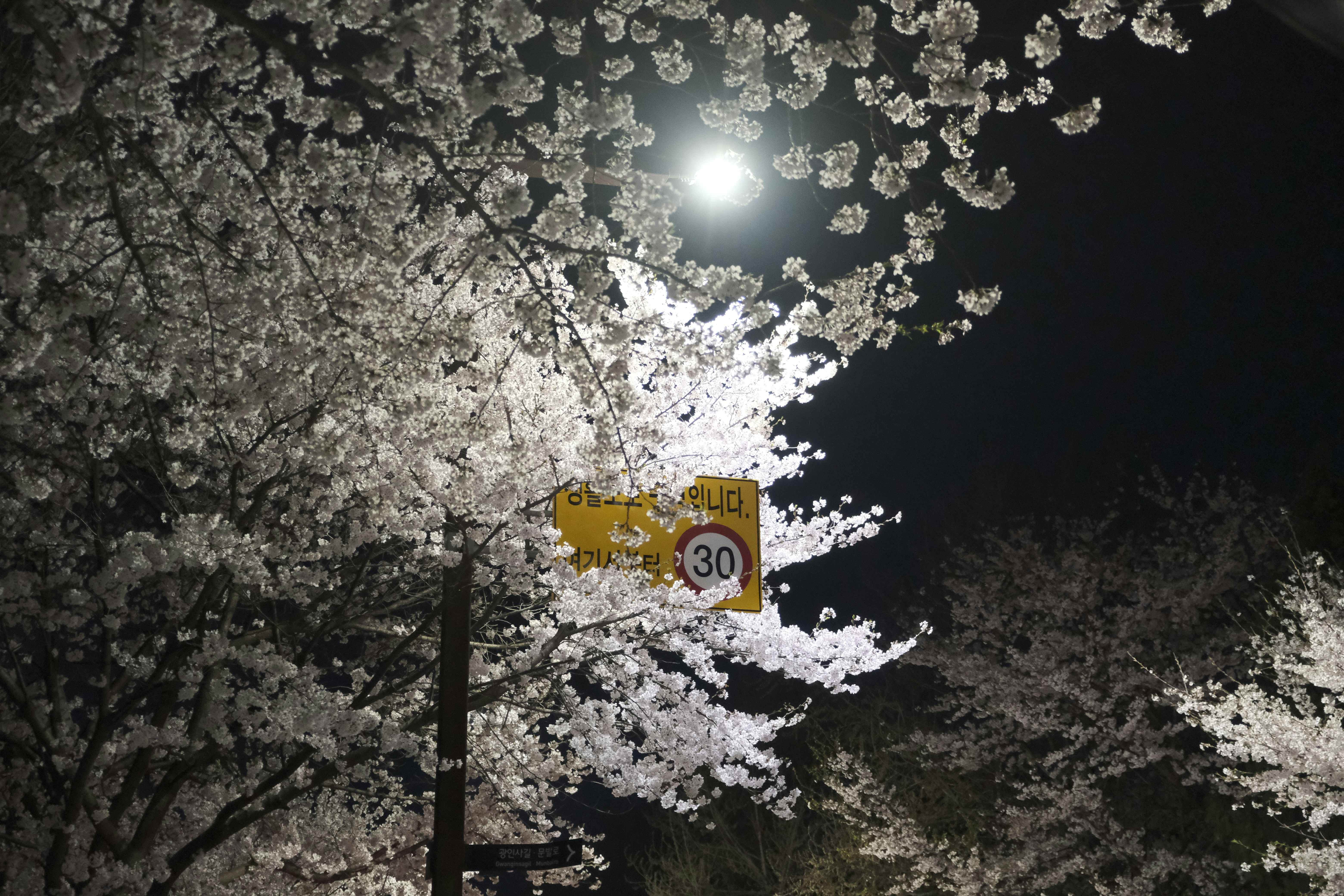 Late Night Cherry Blossoms Under Streetlight