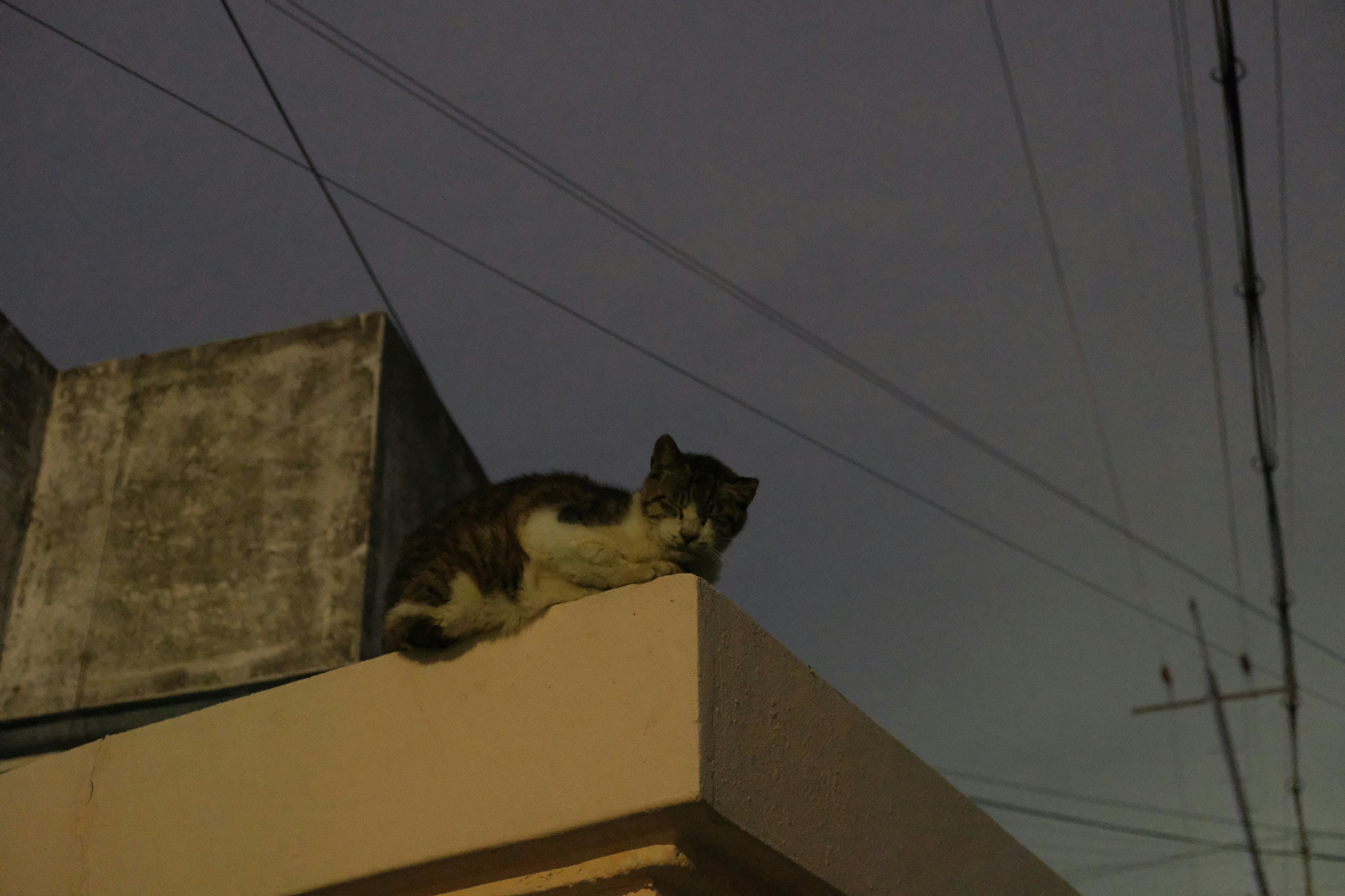 Moonlit Rooftop Observer: A Cat on the Edge