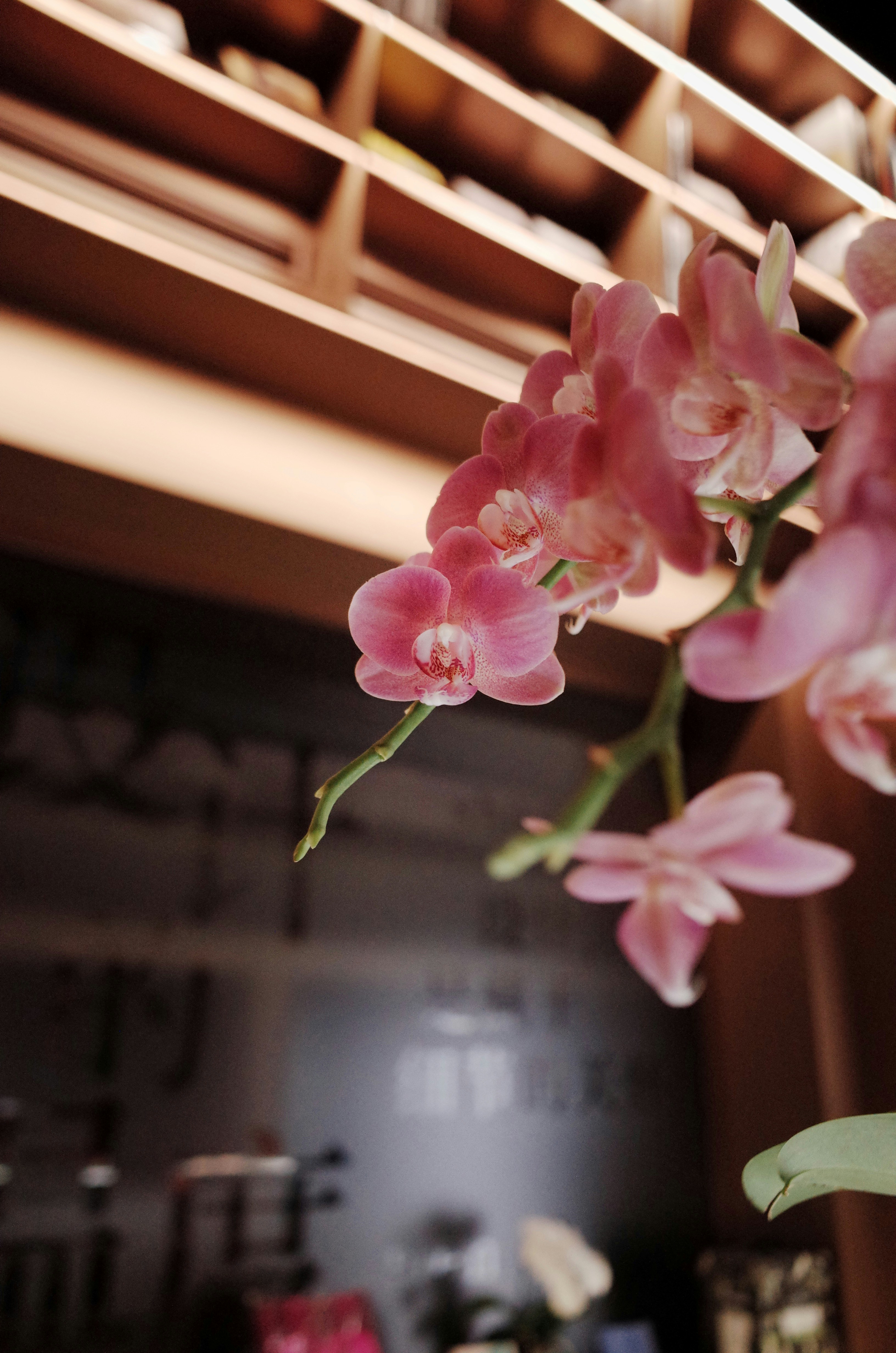 Pink Orchid Cascade under Warm Wooden Beams