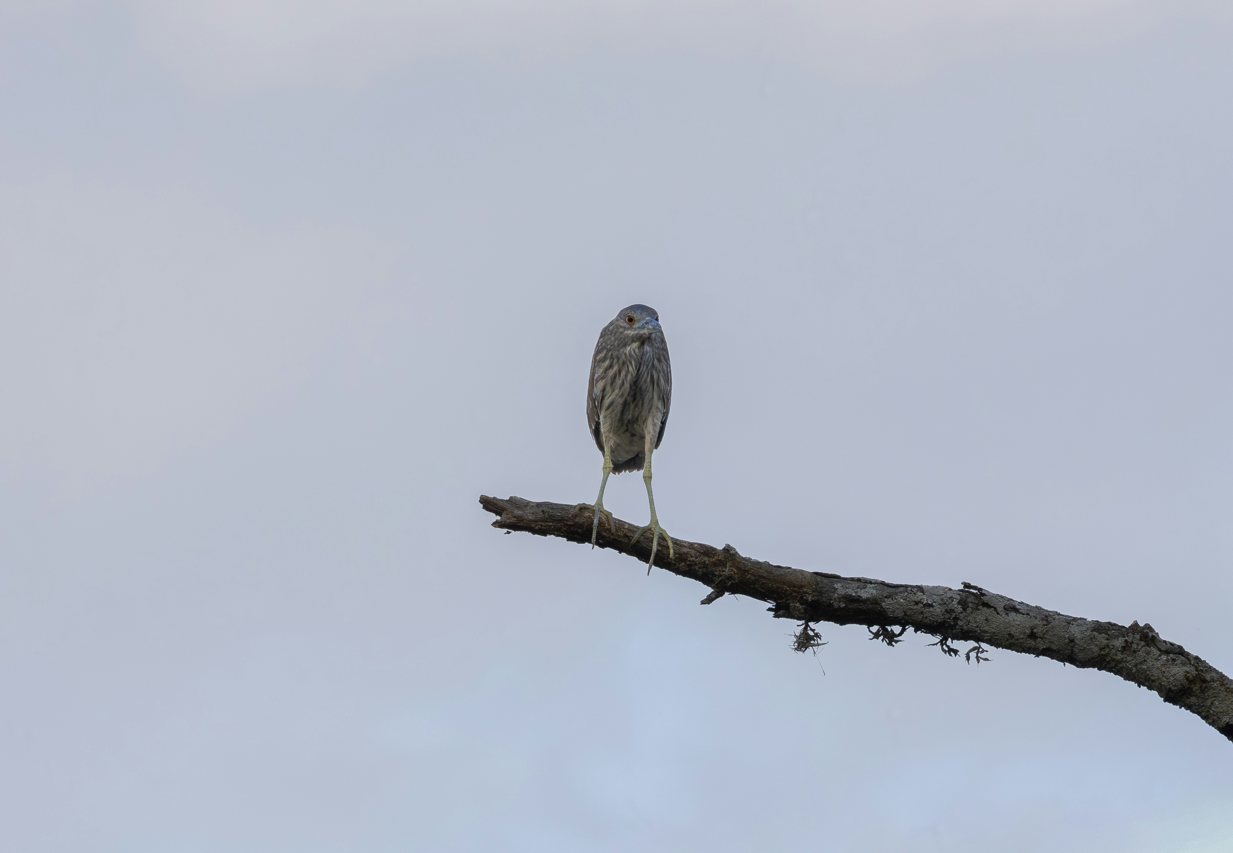 Perched Silence: A Grey Goshawk Scan on a Branch