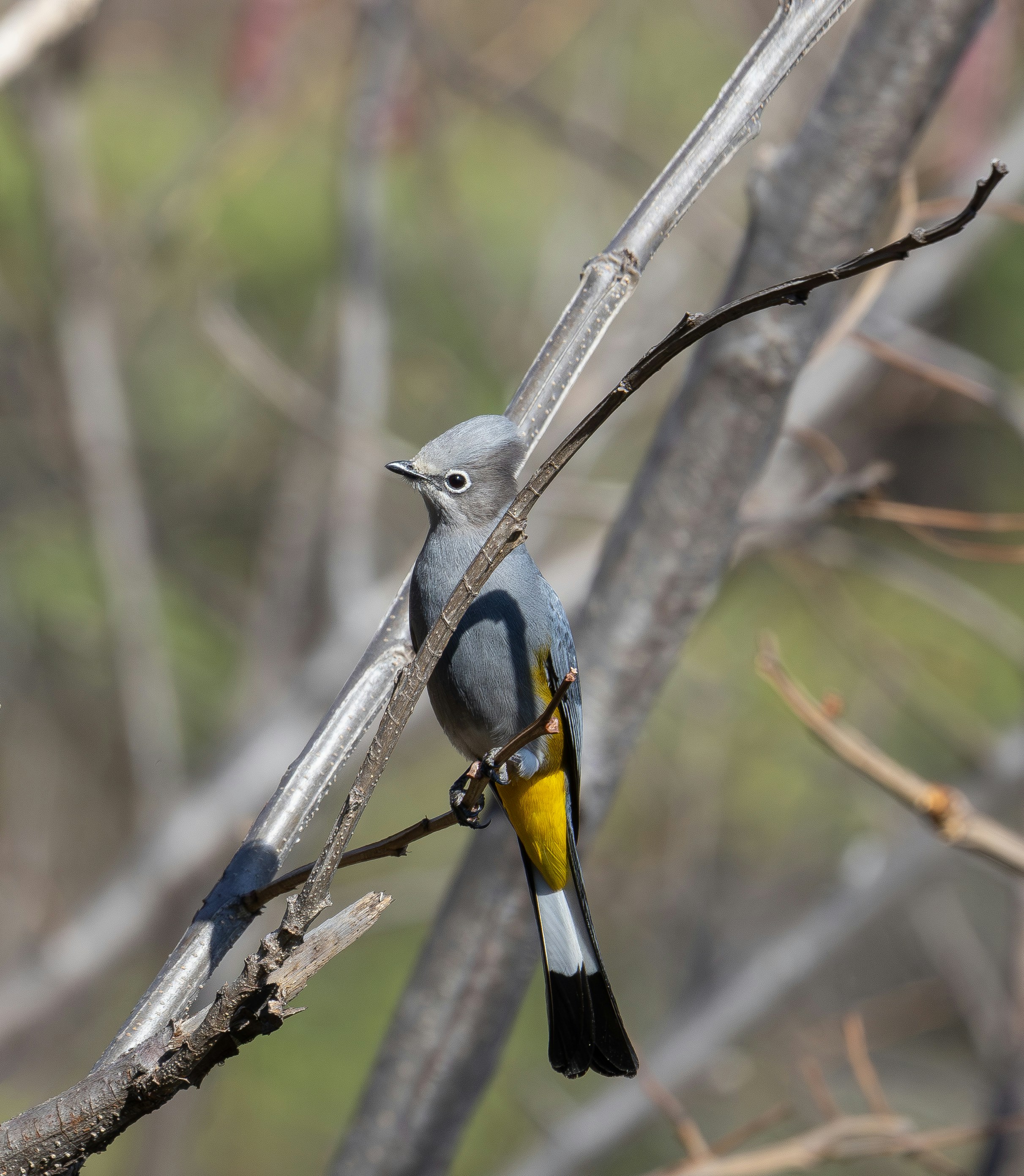 Slim Gray Warbler Perched Along a Gray Branch with Yellow Tail Accent