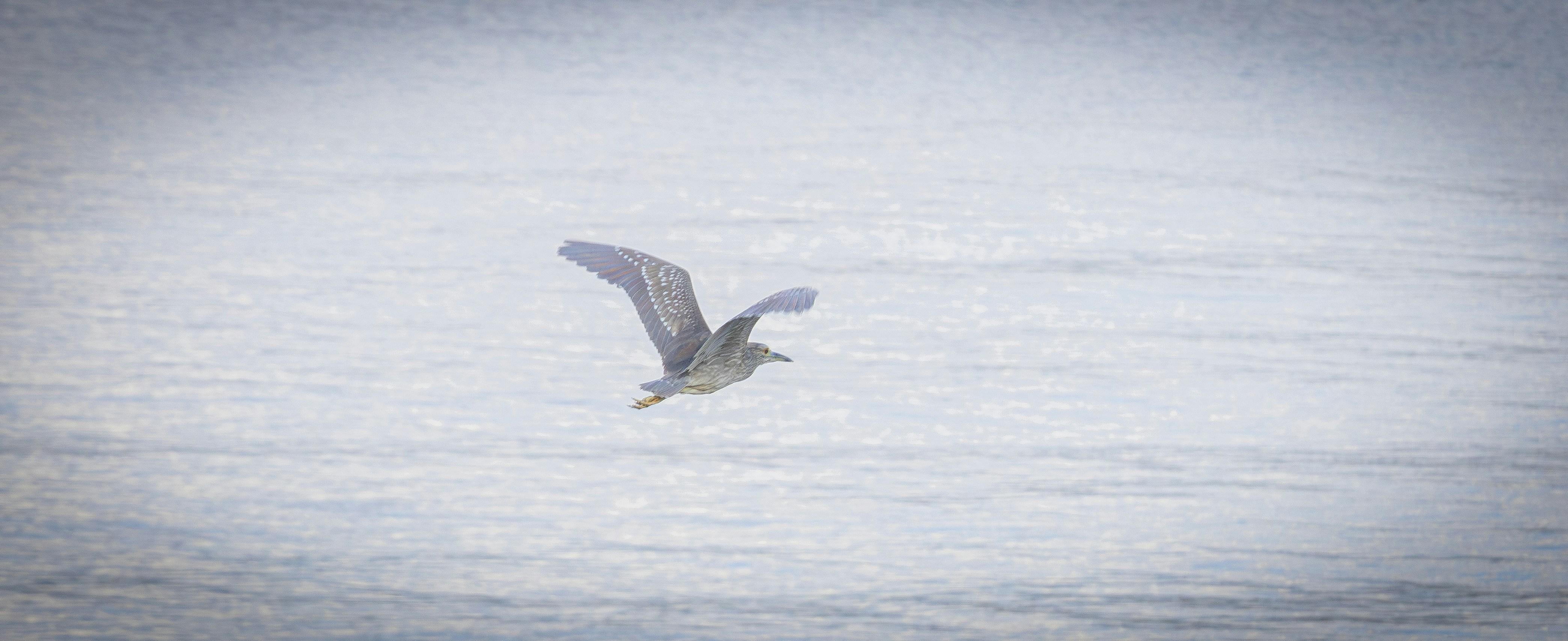 Soaring Silhouette: A Gulls' Glide Over Quiet Waters