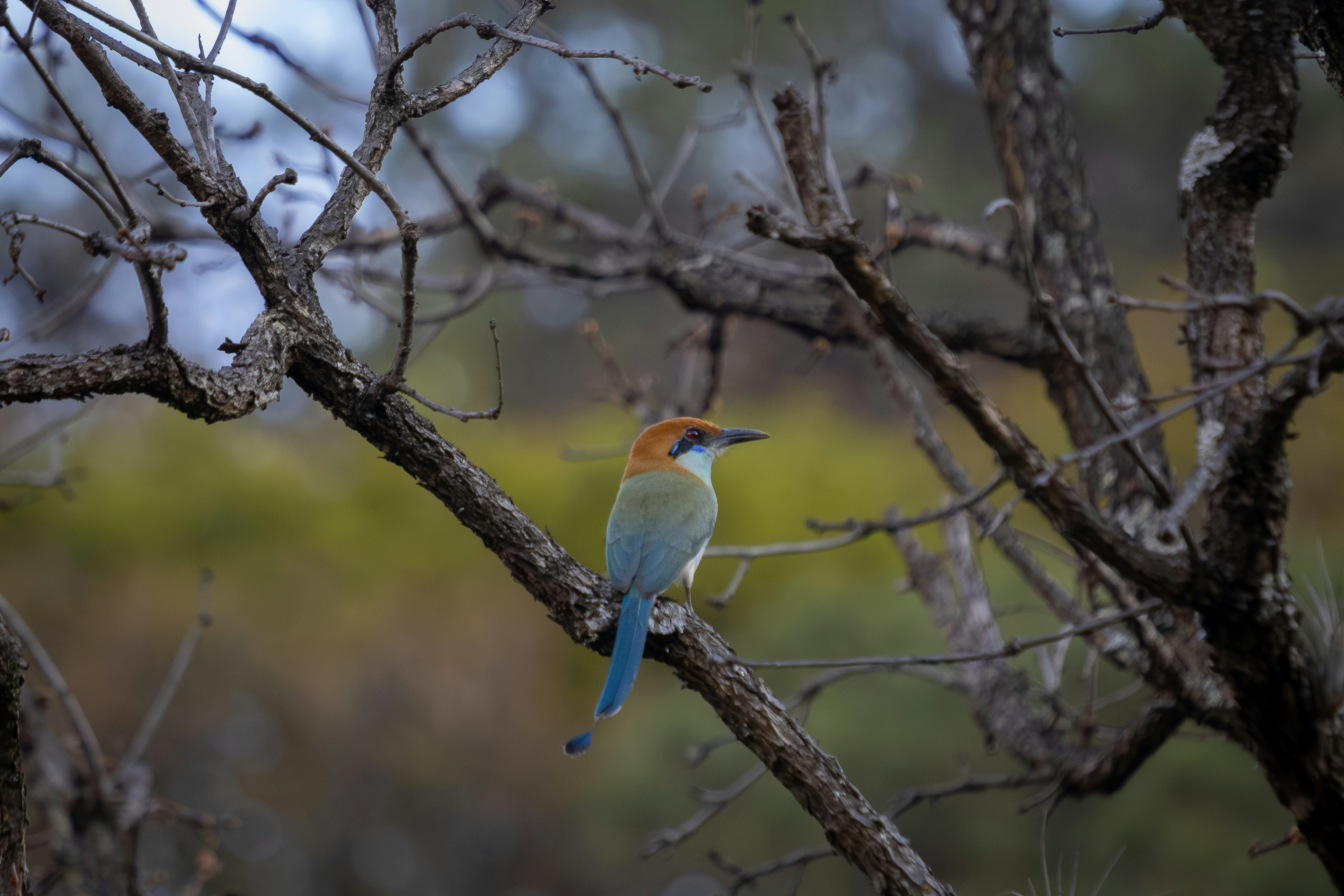 Azure Kingfisher on a Gnarled Branch in Soft Backlight