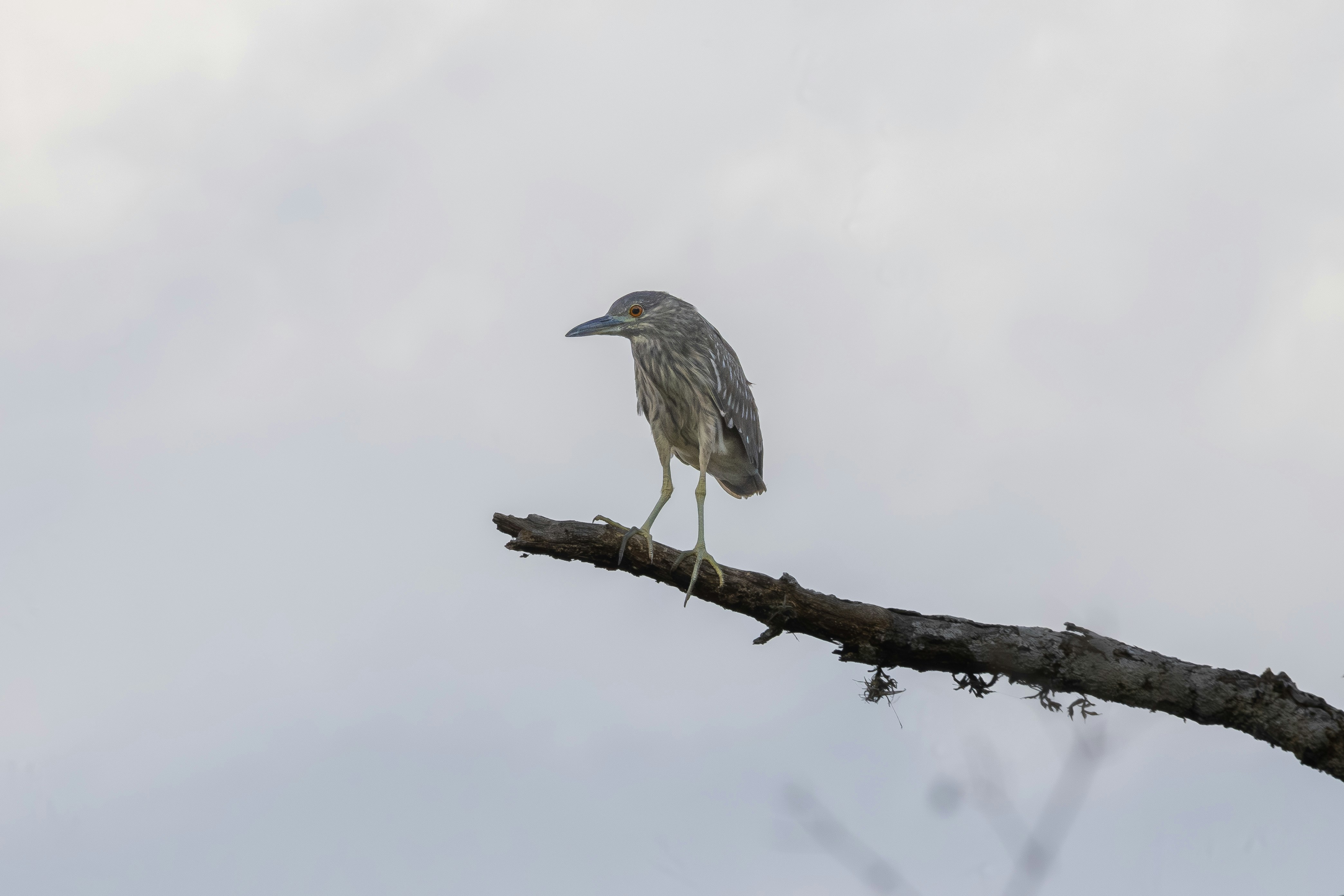 Grey Heron Silhouette on a Weathered Branch at Dusk