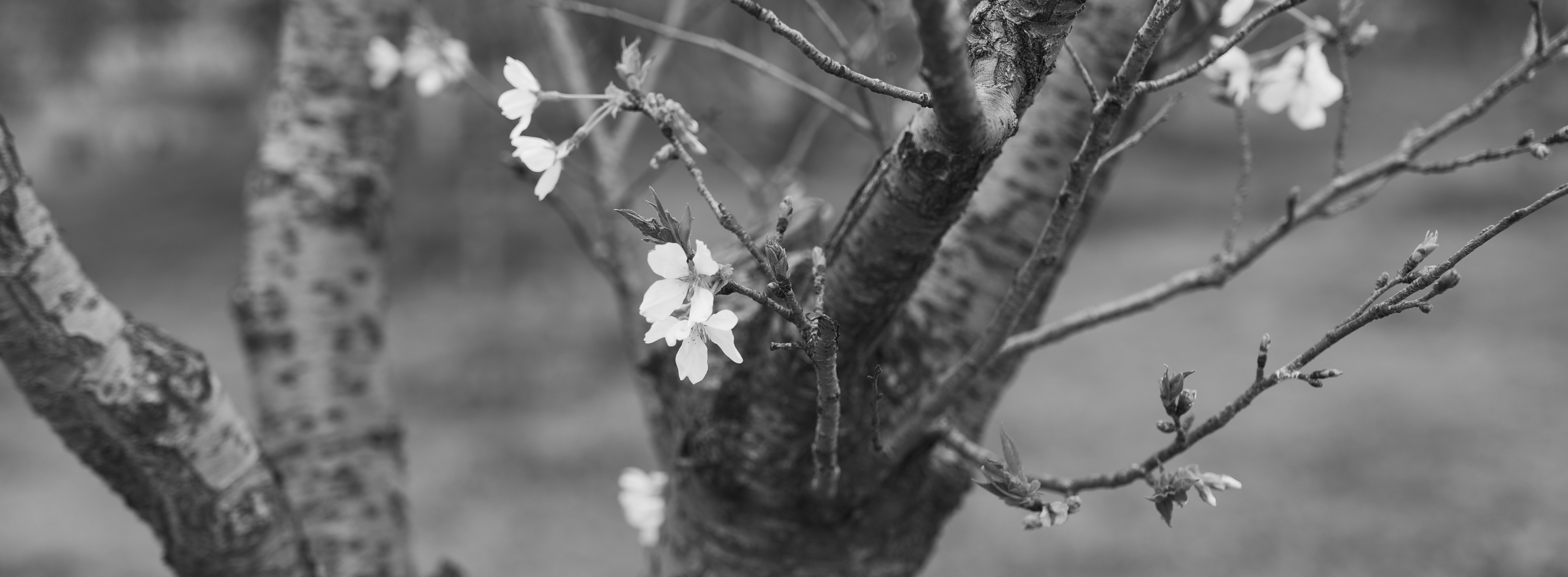 Blooming Contrast: Branches in monochrome