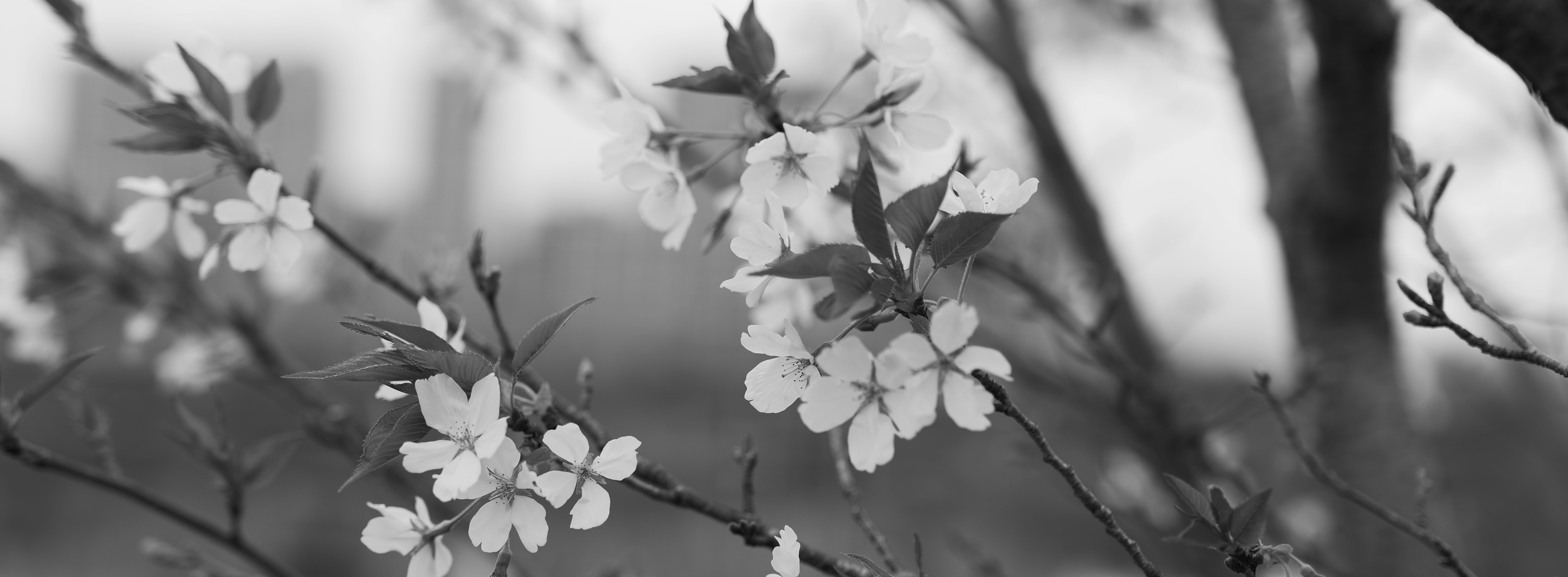 Quiet Cherry Bloom in Monochrome