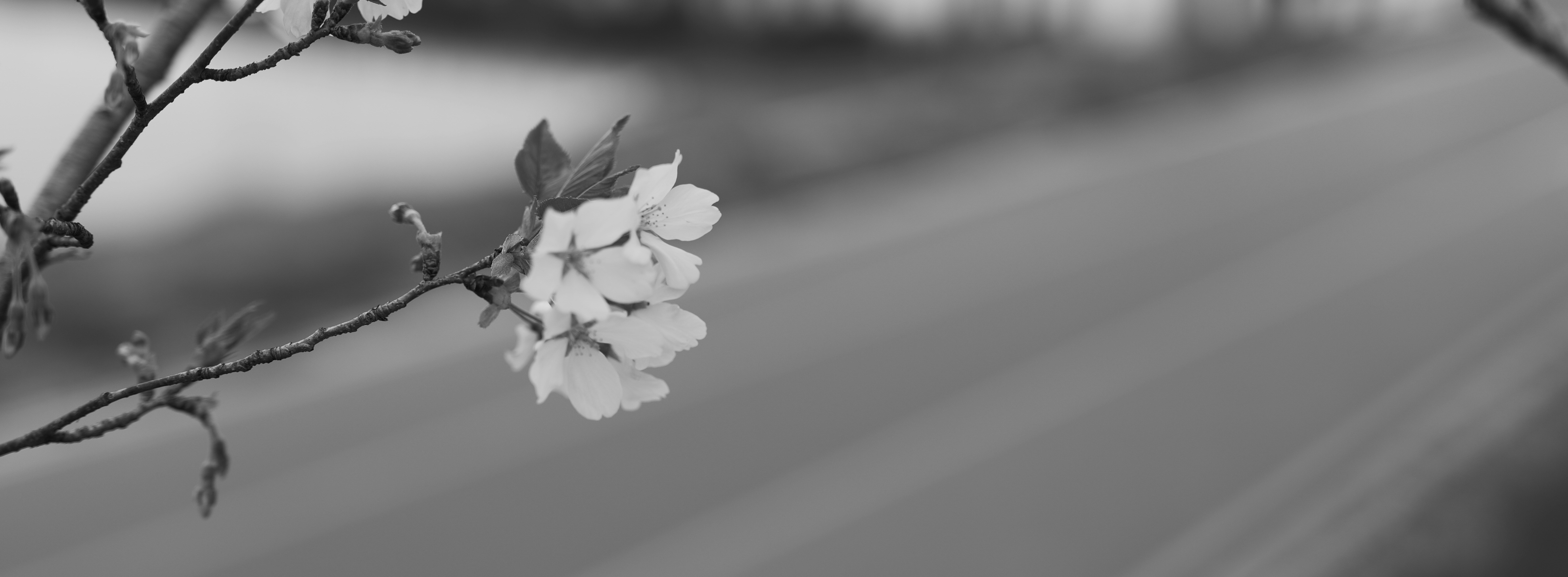 Blossom against the Blur: A Delicate Branch on a Quiet Road