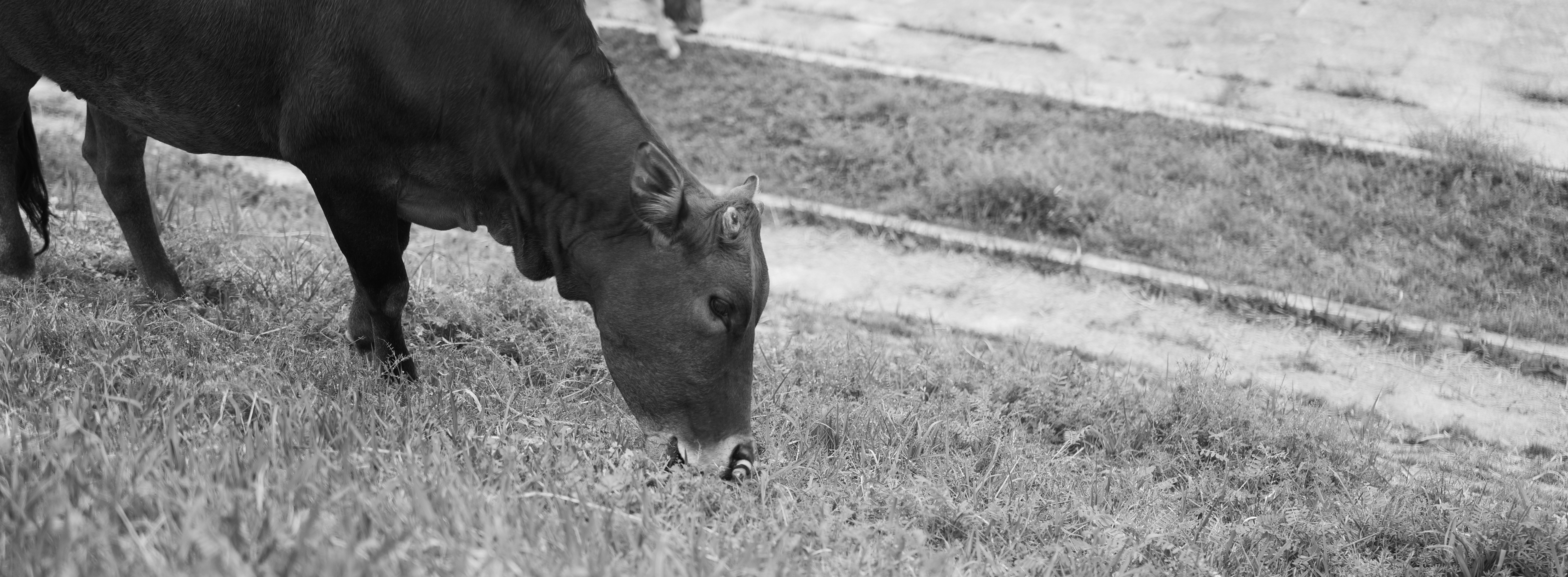 Grazing in Grain: A Hippo's Quiet Moment on the Ridge