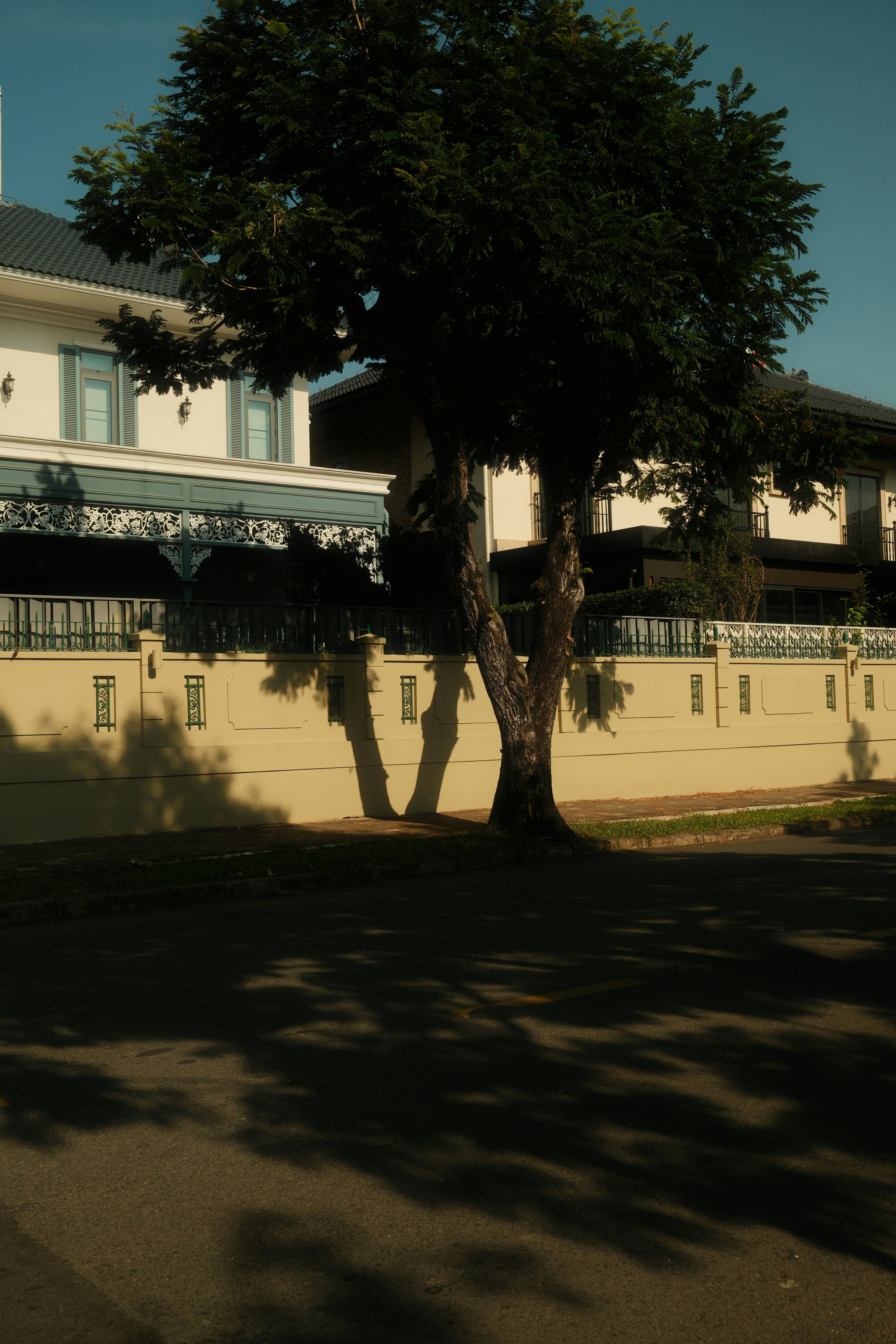 Sunlit Tree Framed by a Quiet Crescent of Suburban Facades