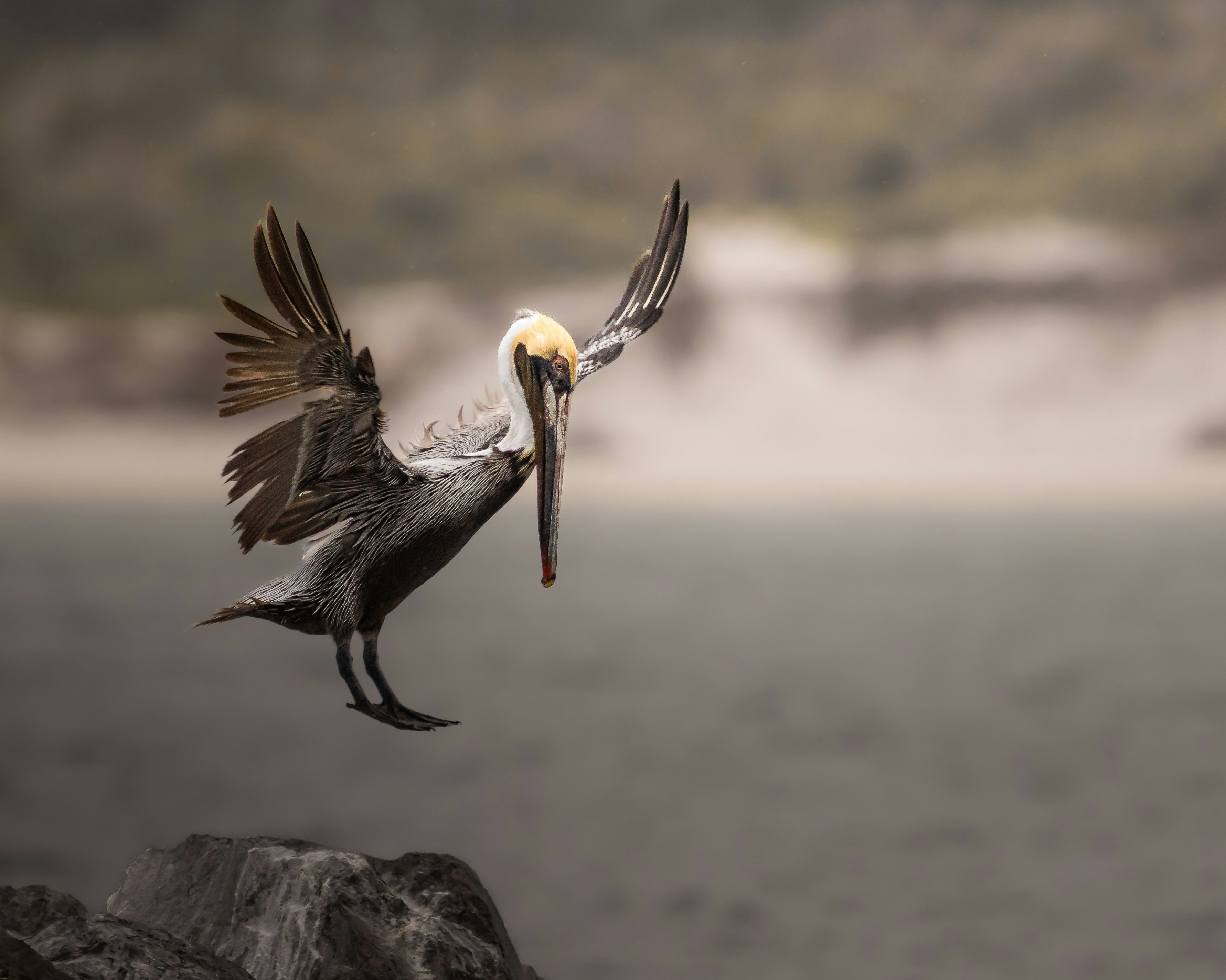 Midair Pelican: Feathers, Focus, and Flow