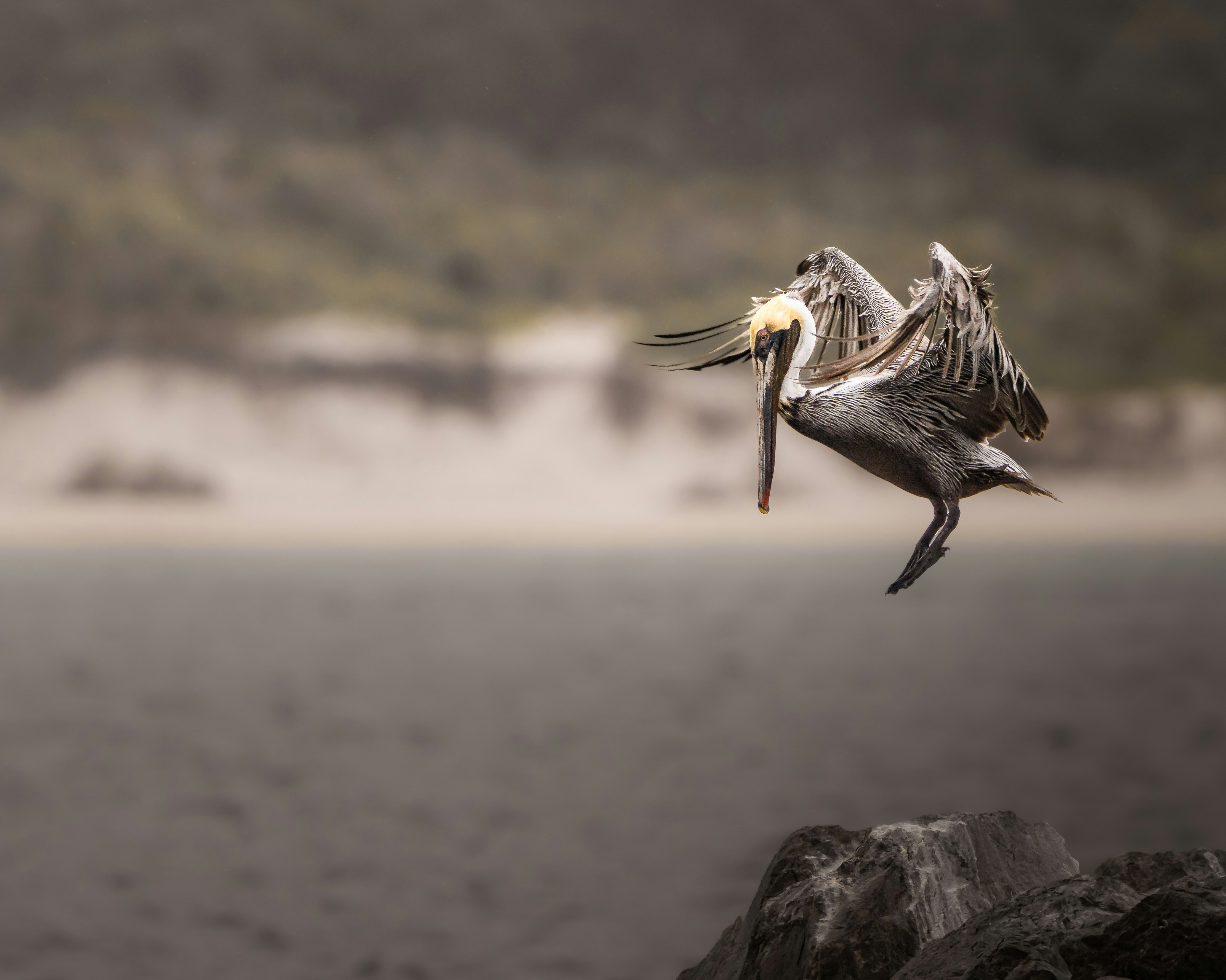 Soaring Pelican Over Quiet Shore: A Moment of Flight