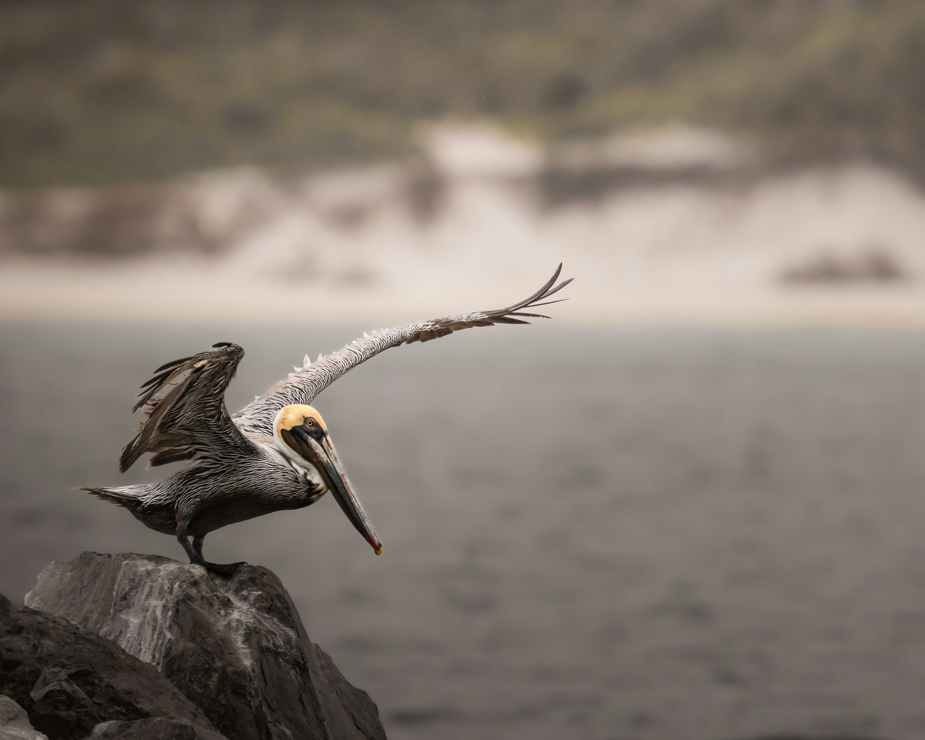 Still on the Edge: Pelican Gathers Windward on a Jagged Rock