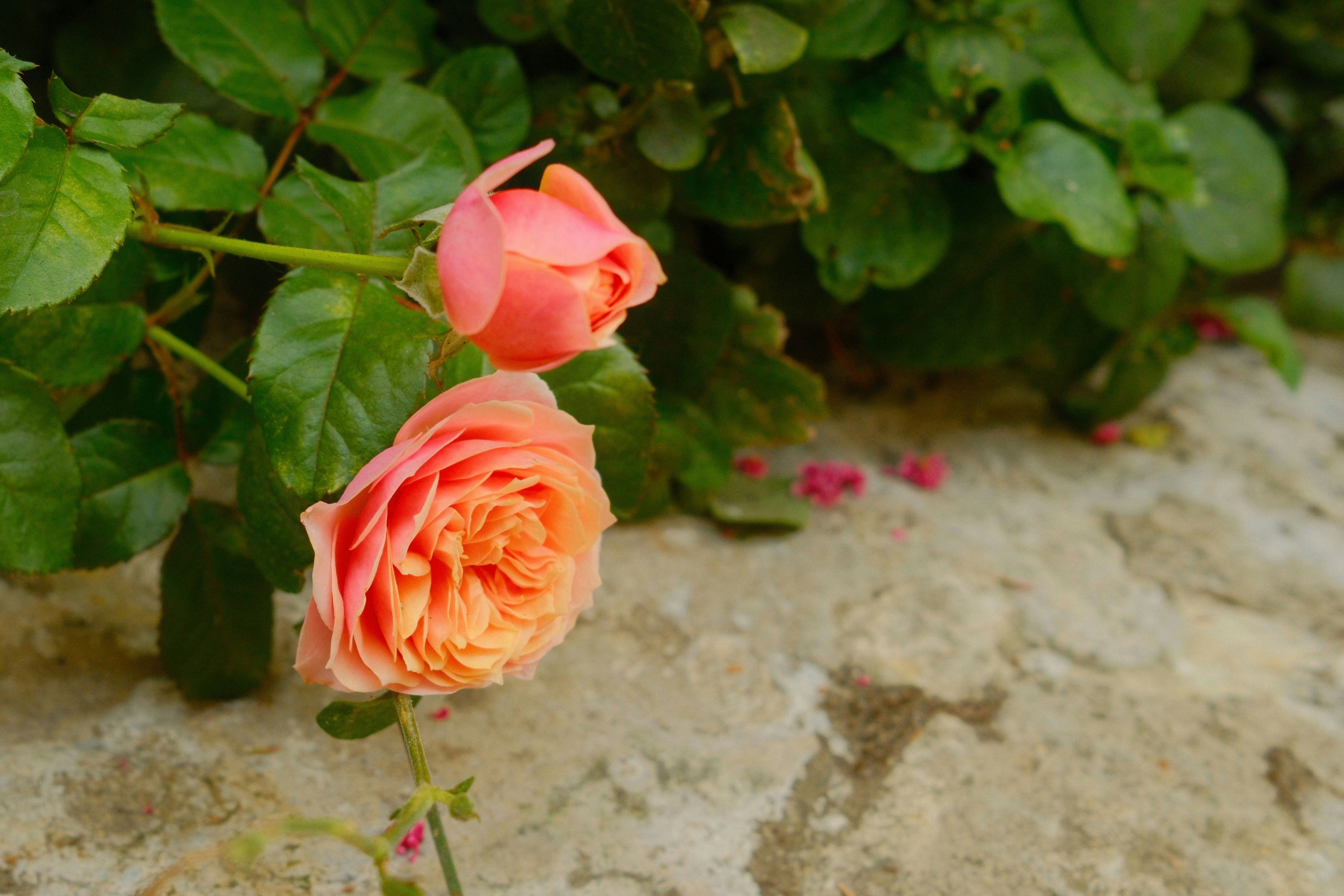 Peach Rose in Soft Groundlight