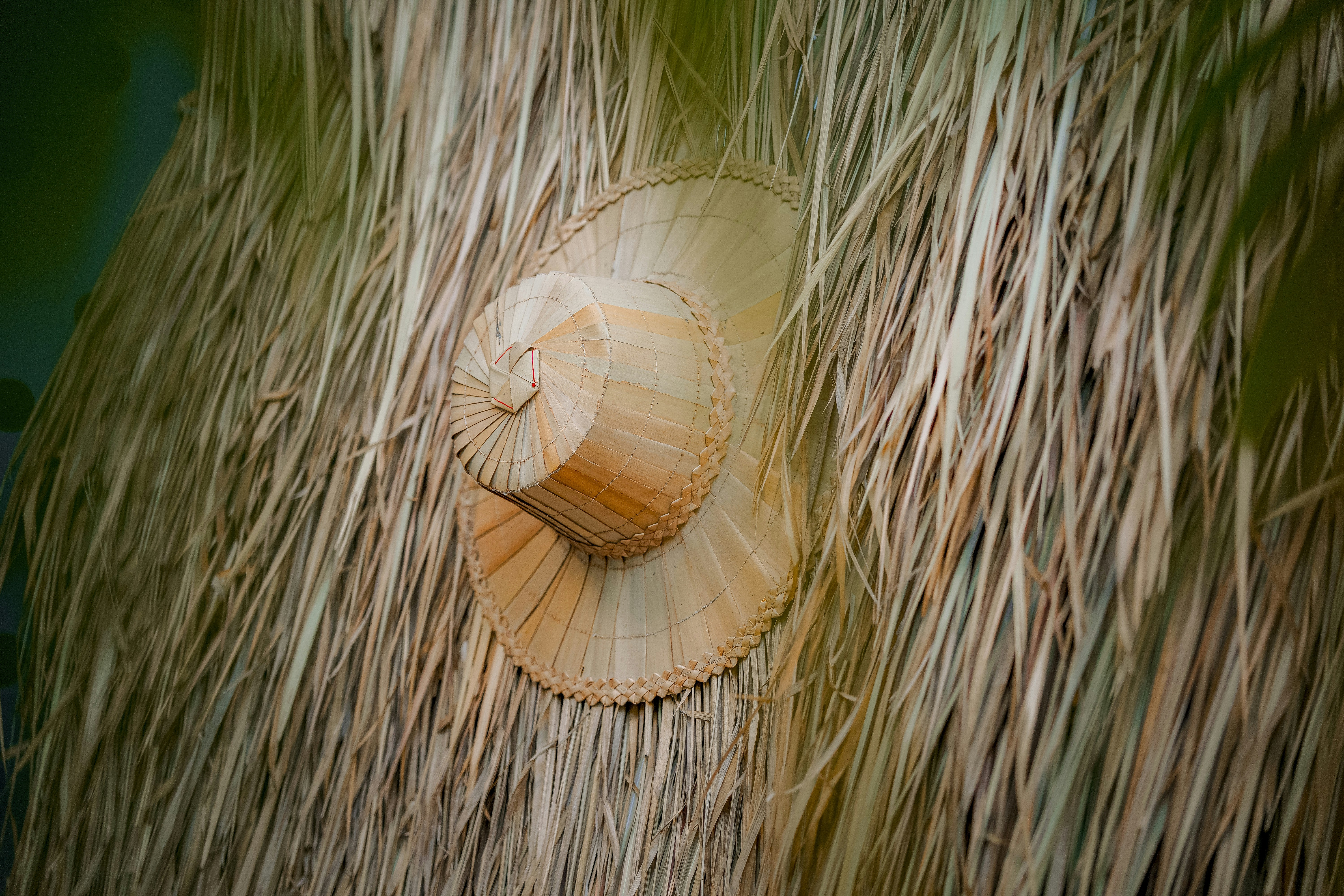 Coiled Hat Hidden in Straw: A Close-Up Macro Portrait