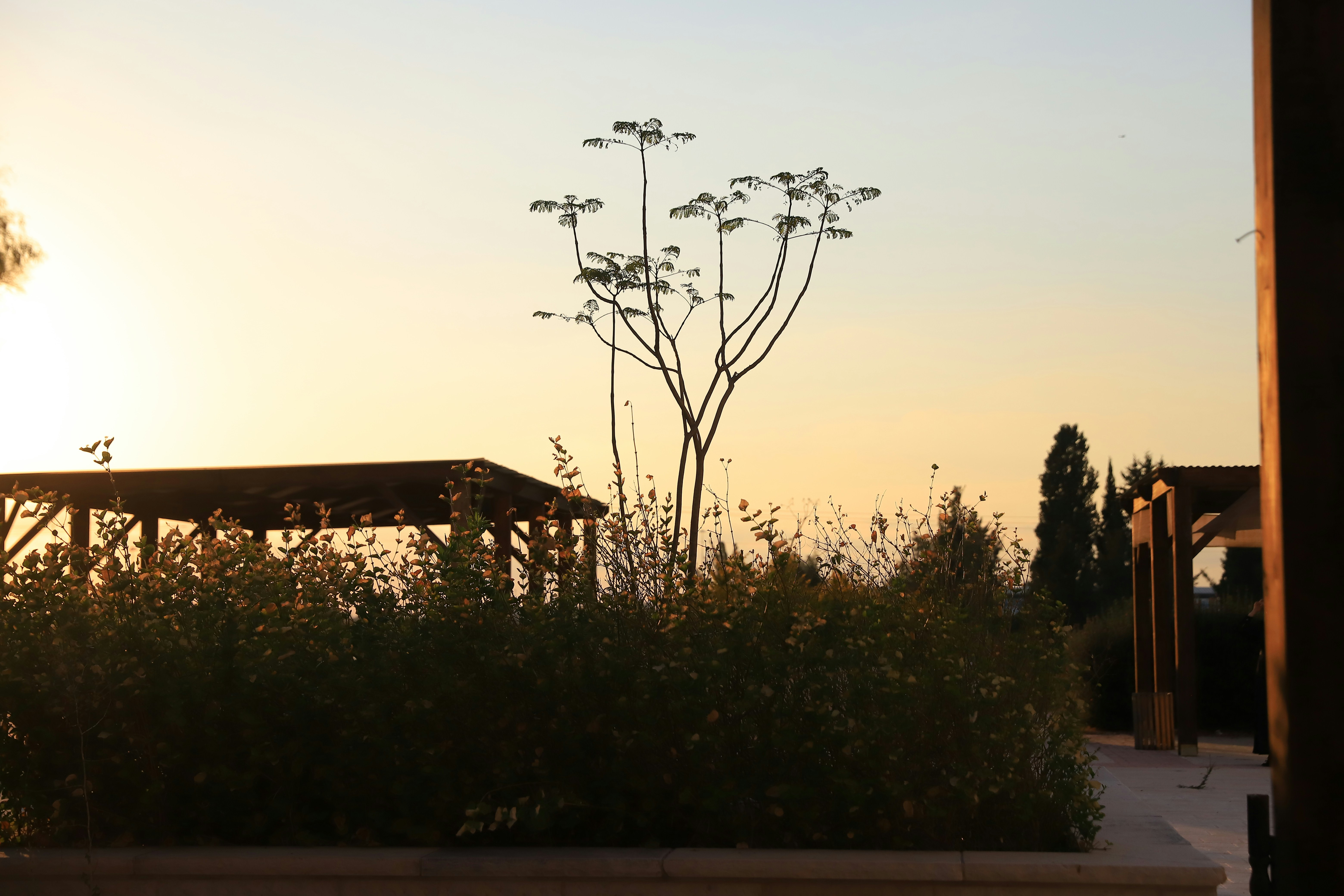 Sunset Silence Behind the Garden Spine